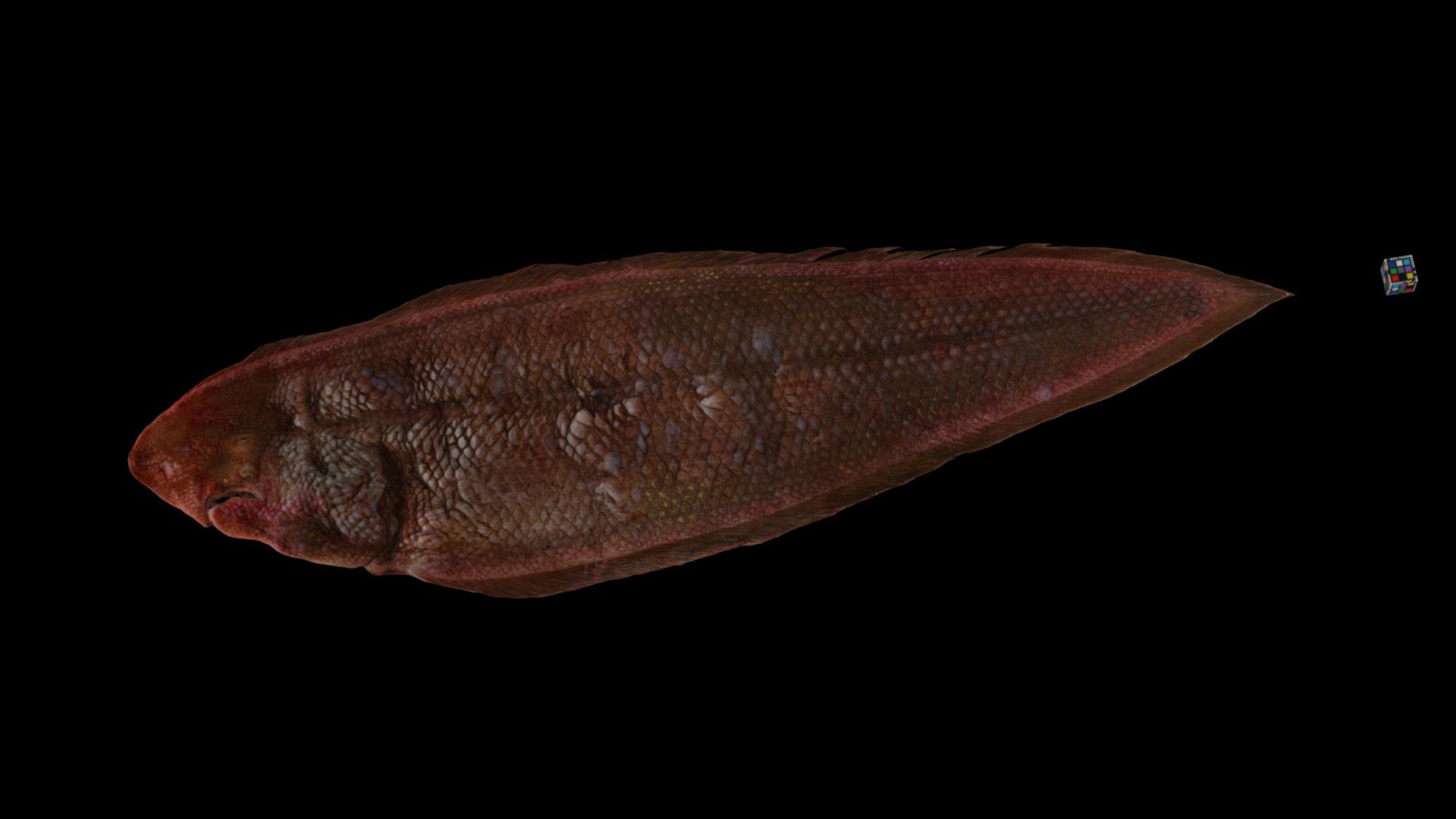 アカシタビラメ Red Tonguesole, Cynoglossus joyneri - Download Free 3D model by ...