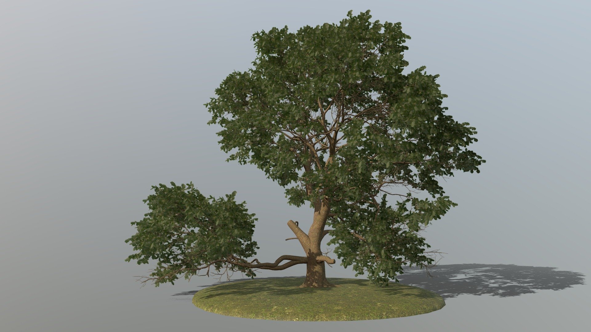 Oak Tree - Buy Royalty Free 3D model by Studio Lab (@studiolab.dev ...