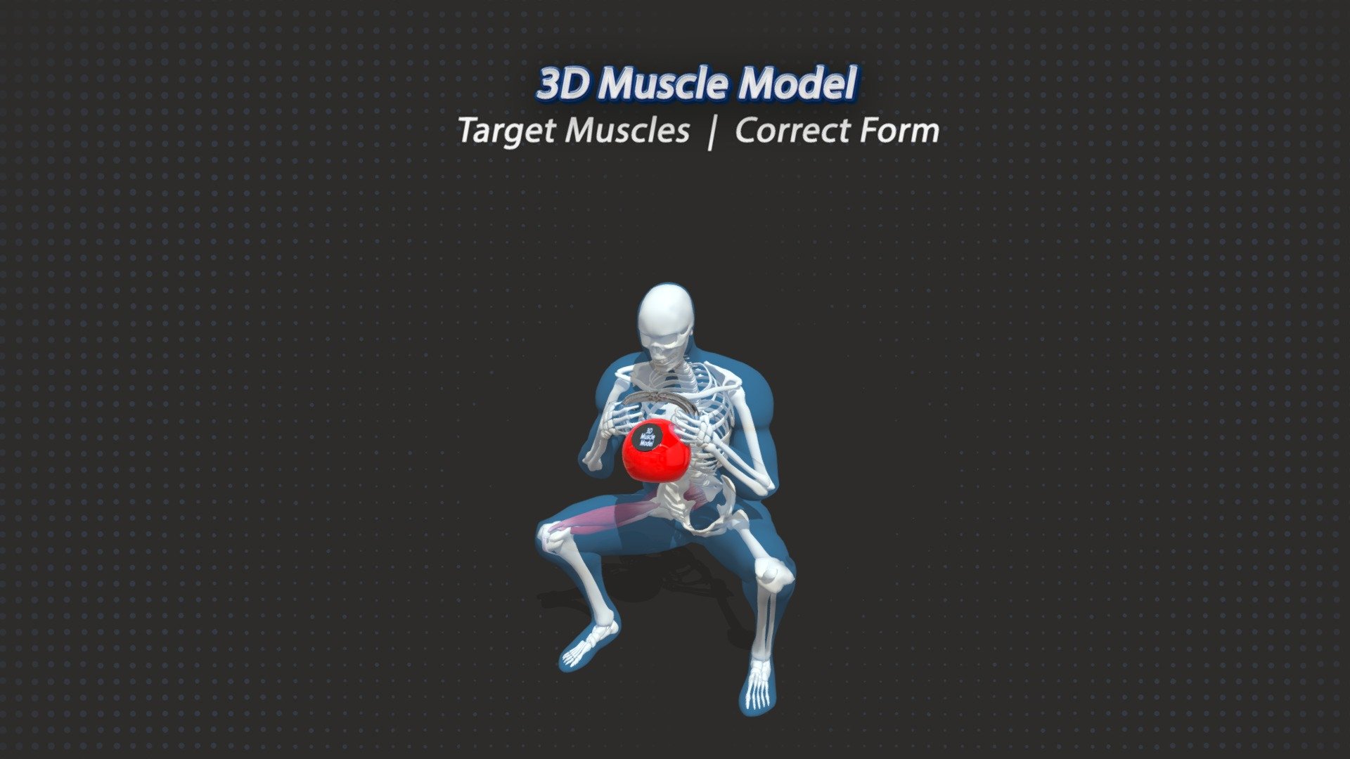 70. Kettlebell Squat - 3D model by Mike - 3D Muscle Model ...