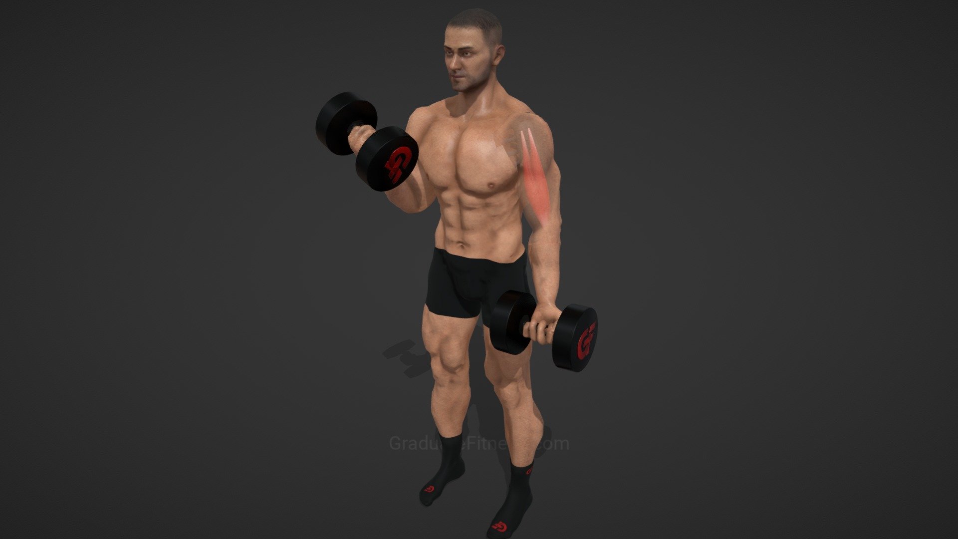 09. Alternating Bicep Curl - 3D model by 3DMuscleModel [18f9cc1] - Sketchfab