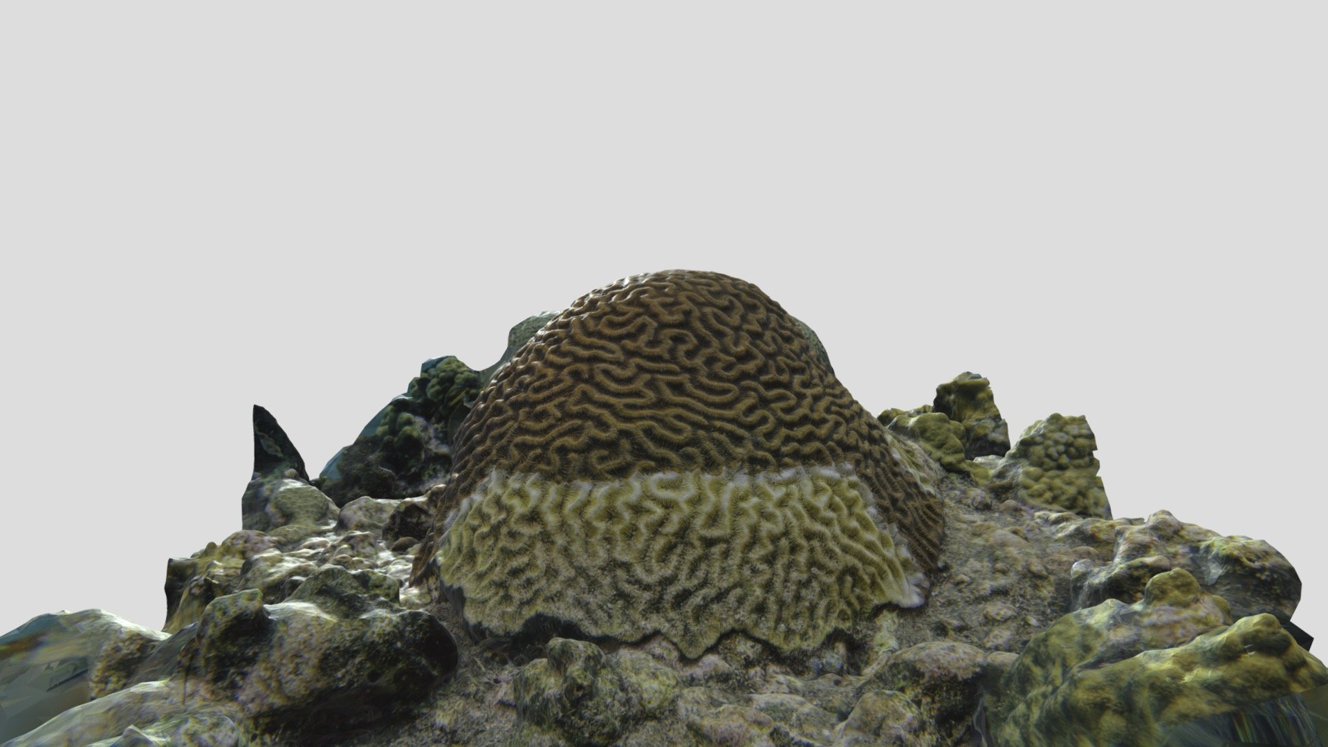Corail-SCTLD - 3D model by Géographique (@contact1geo-graphique ...