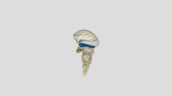 Diencephalon 3D models - Sketchfab