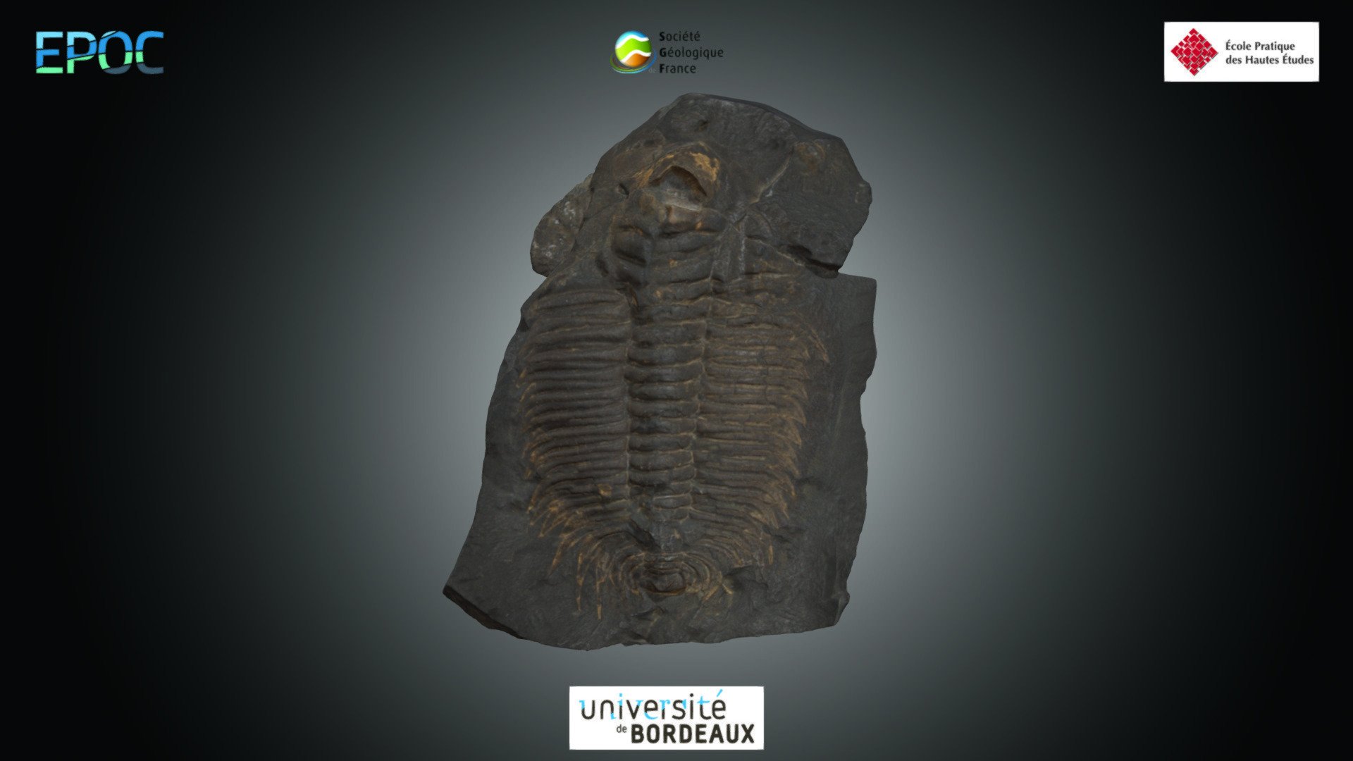 Trilobite - Paradoxides sp. - Download Free 3D model by Société ...