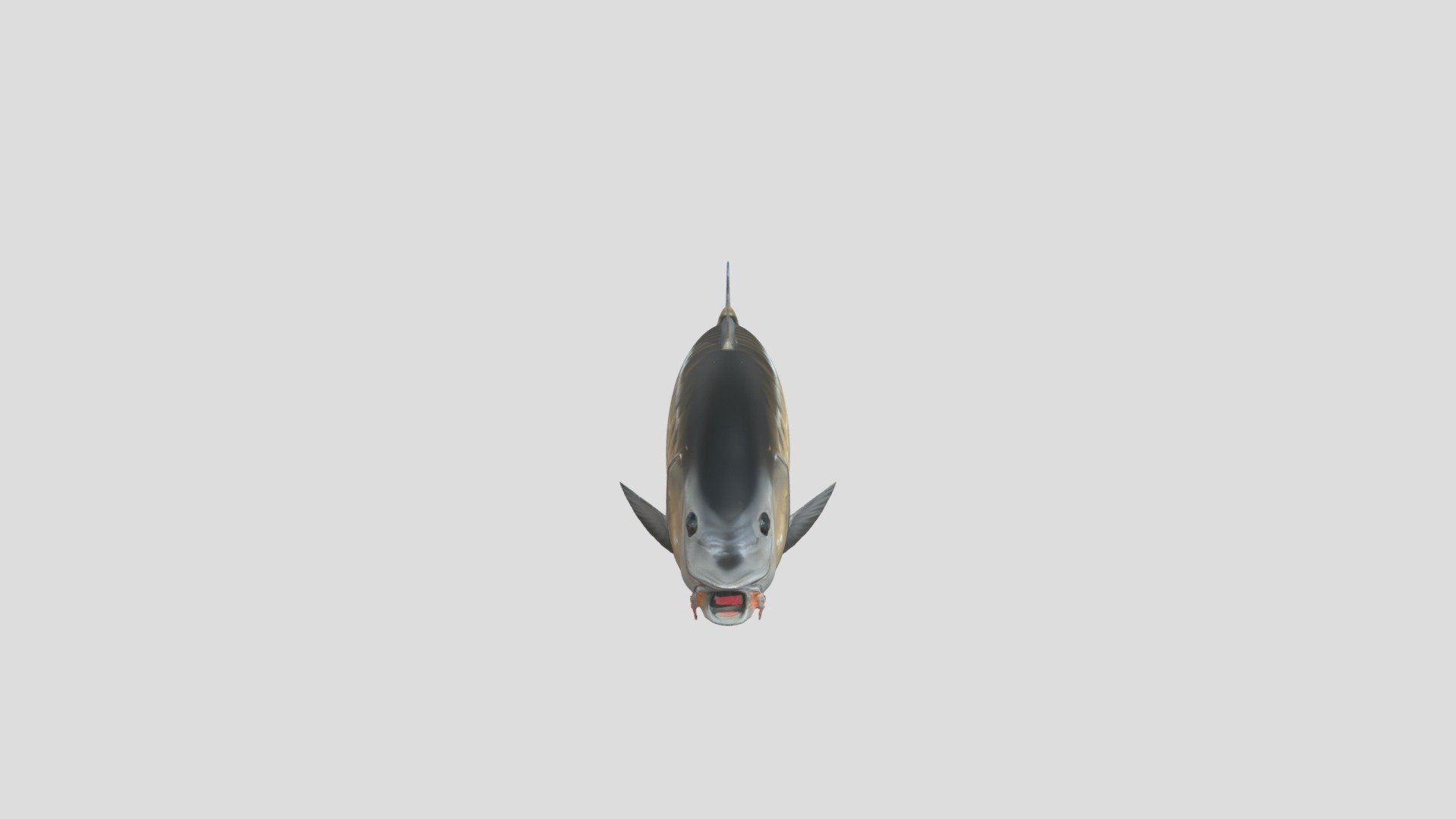 Common carp - Download Free 3D model by faerbogdan99 [1910b3e] - Sketchfab