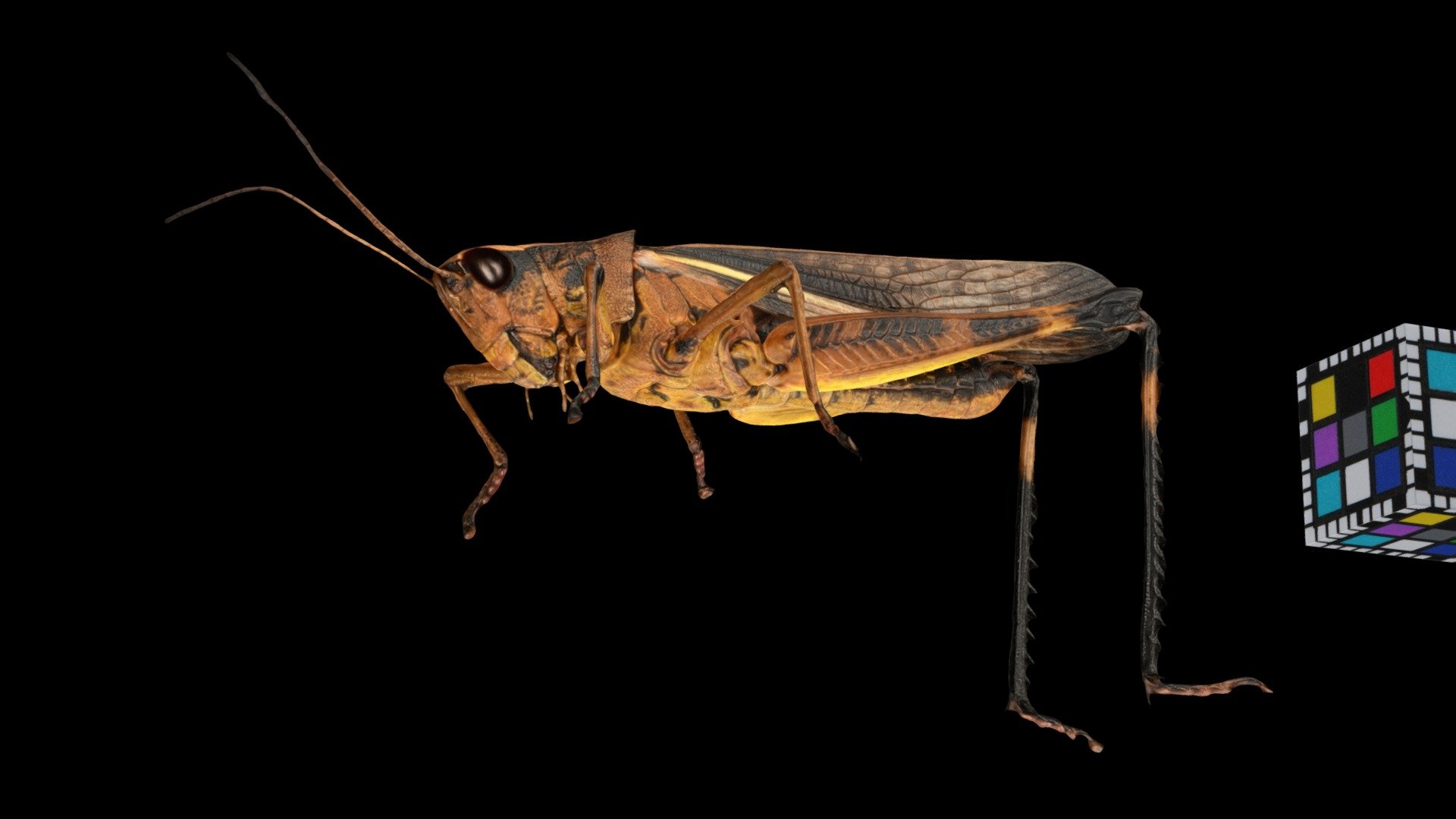 CC0 ツマグロバッタ 🦗 ♂ Tsumaguro Grasshopper - Download Free 3D model by ffish ...