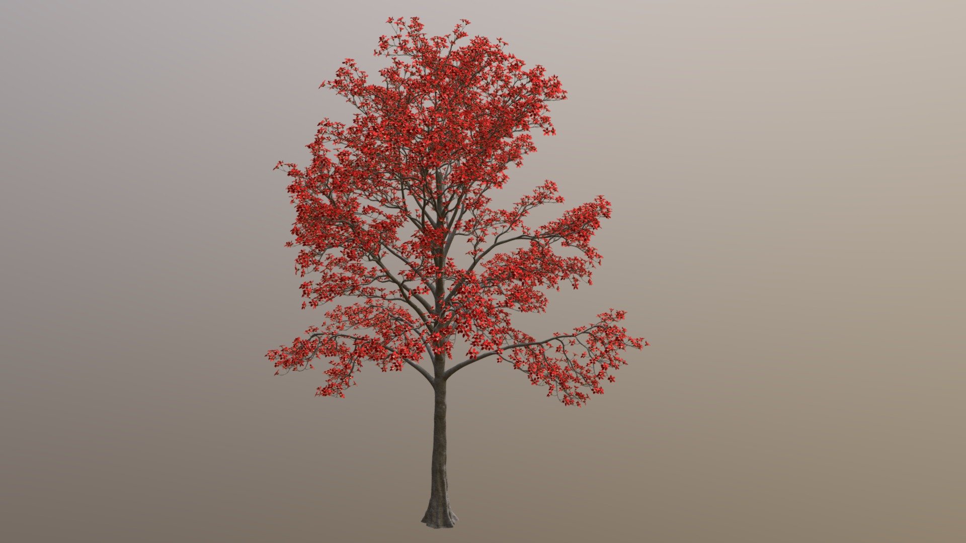 Bombax Cebia - 3D model by a.brus [1919a7c] - Sketchfab
