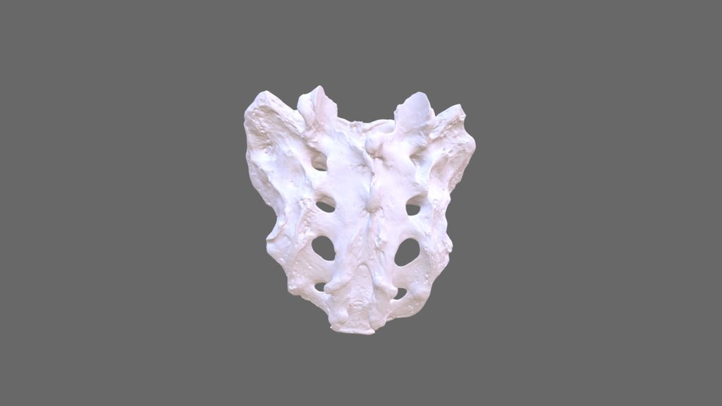 Sacrum - 3D model by Wellesley College (@WellesleyCollege) [191c2bb ...