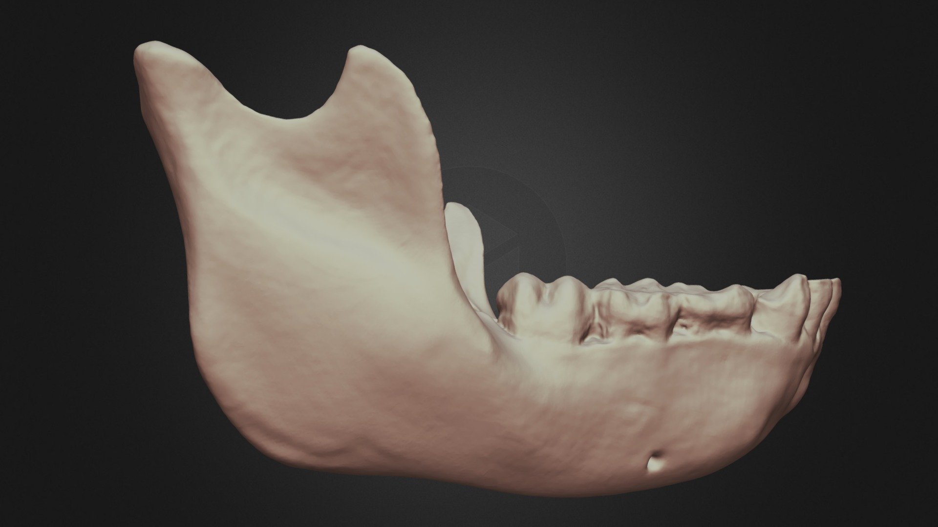 Macaca mulatta (Rhesus Monkey) Mandible - 3D model by Lakehead ...