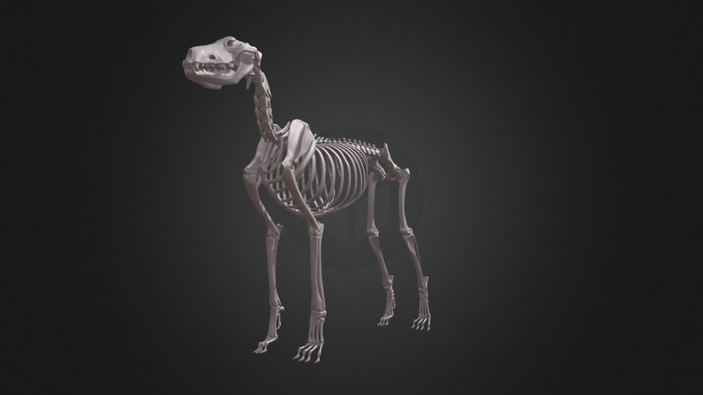 Animal Skeleton School Project - A 3D model collection by gustaf ...