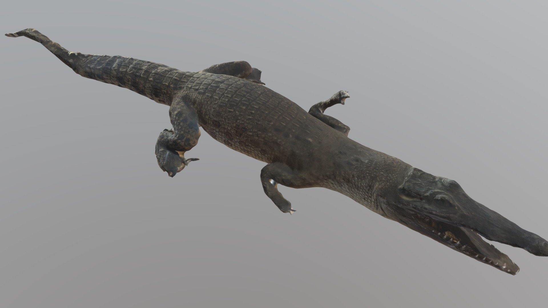 Caïman - Download Free 3D model by Tavernier Amaury (@svtavernier ...