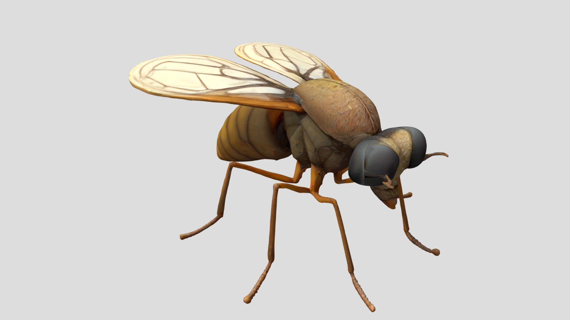 Bark Midge - insect - Download Free 3D model by Brian Trepanier (@CMBC ...