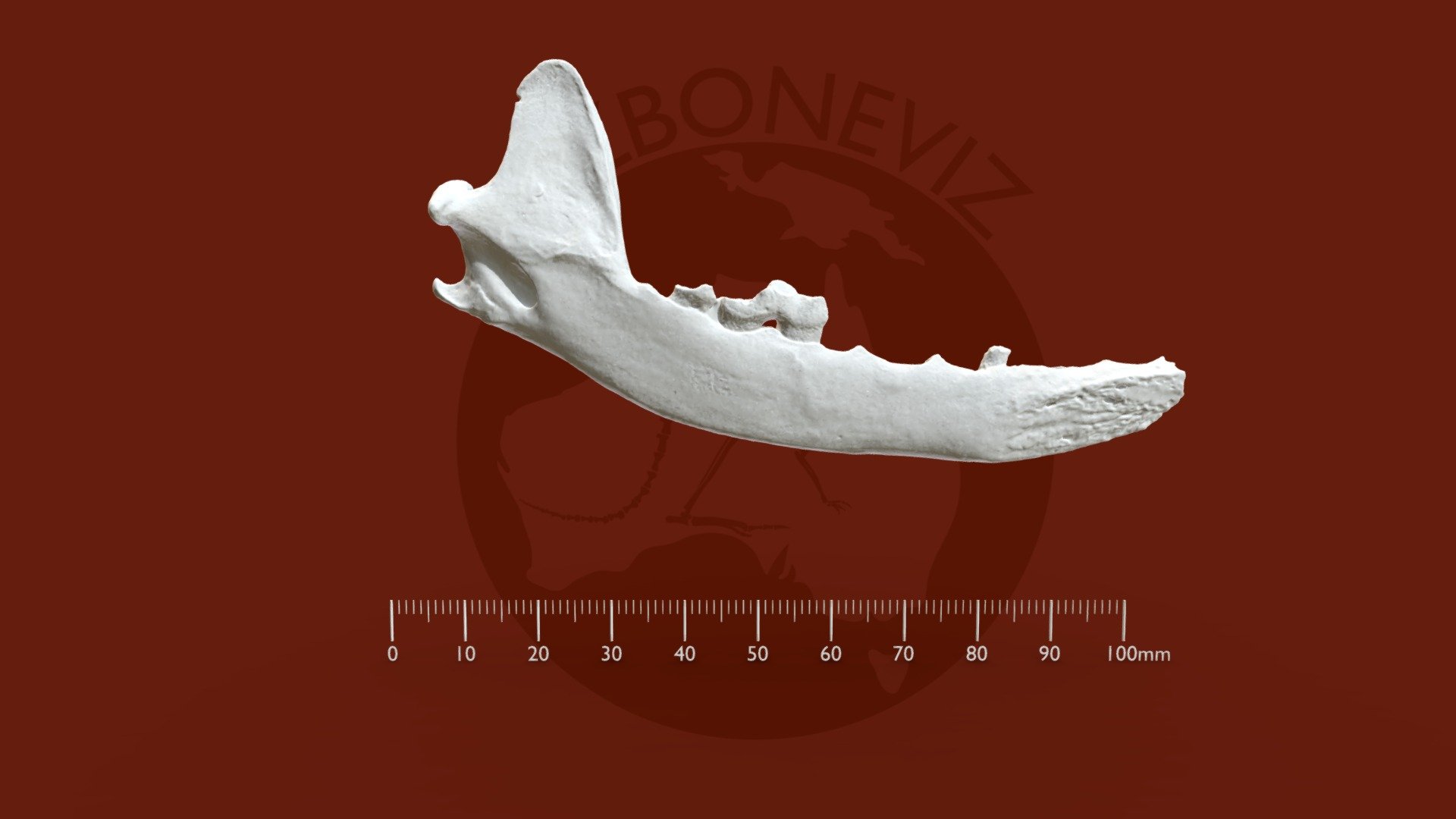Red fox dentary - 3D model by Ozboneviz [1928951] - Sketchfab