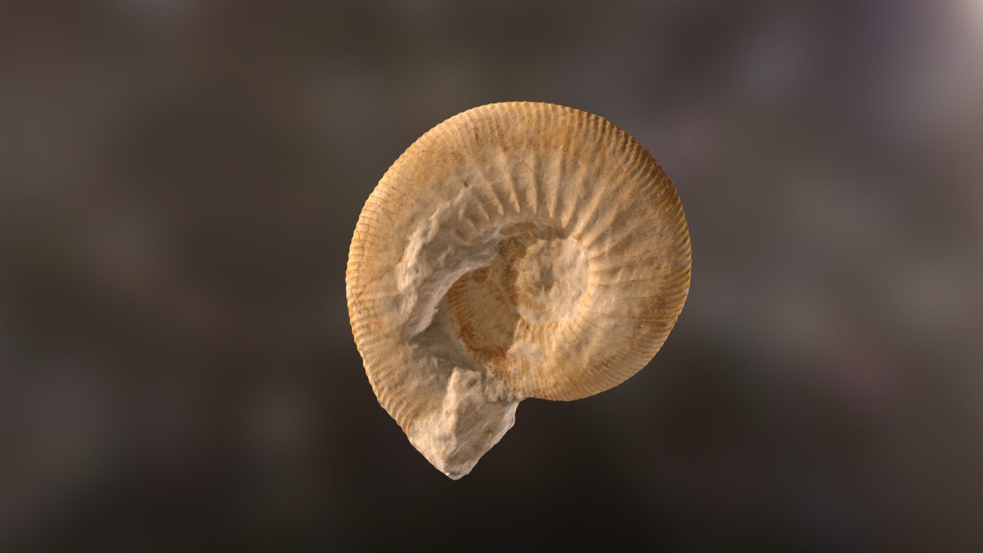 Rasenia striolaris - Buy Royalty Free 3D model by Shellie Luallin ...