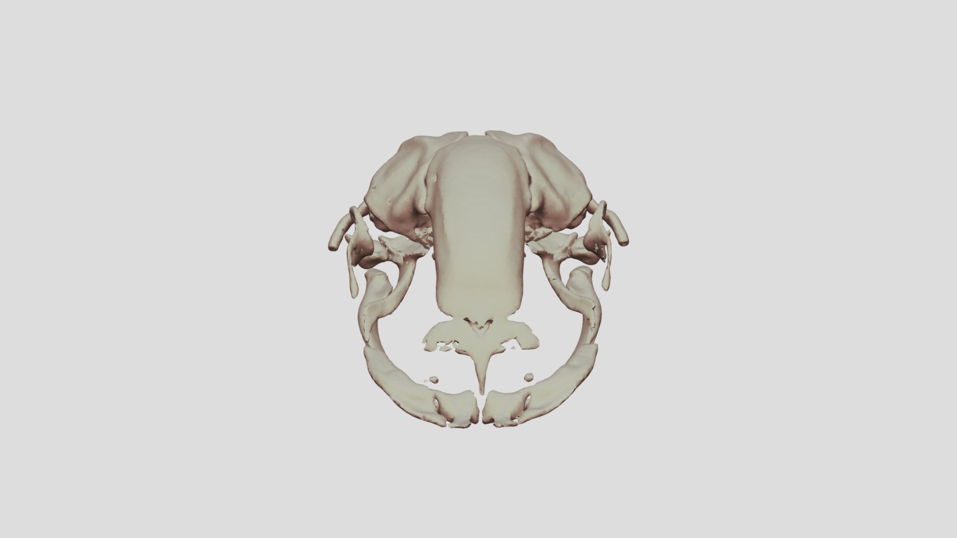 Skull of Xenopus laevis (male) - Download Free 3D model by GigaScience ...