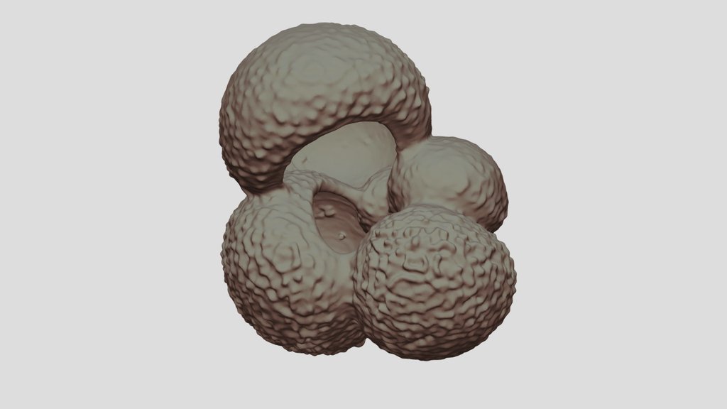 MicroCT images of Globigerina bulloides fossils - A 3D model collection ...