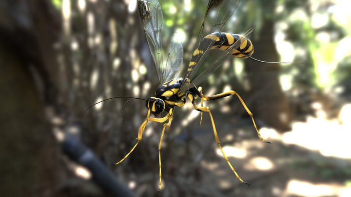 Wasp 3D models - Sketchfab