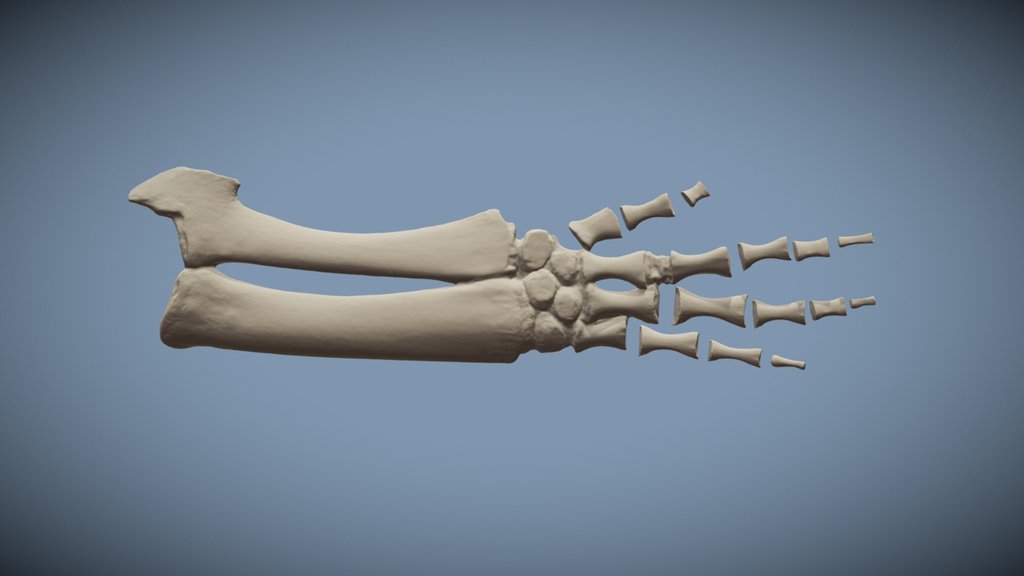 Chapter 7- Forelimb anatomy - A 3D model collection by Findlay_Venom ...