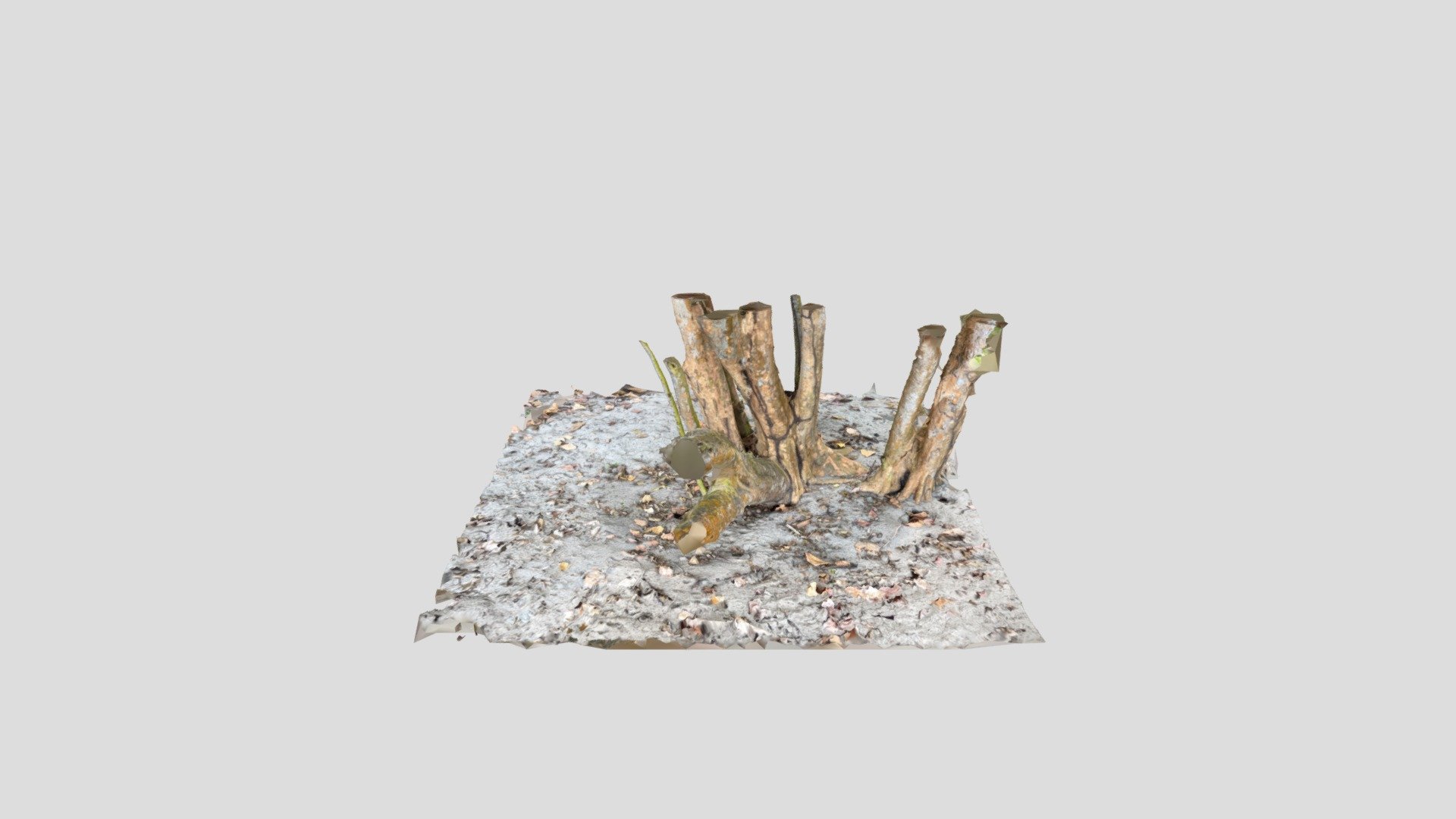 Diamant Martinique tree beach - 3D model by seb987 [1932d3e] - Sketchfab