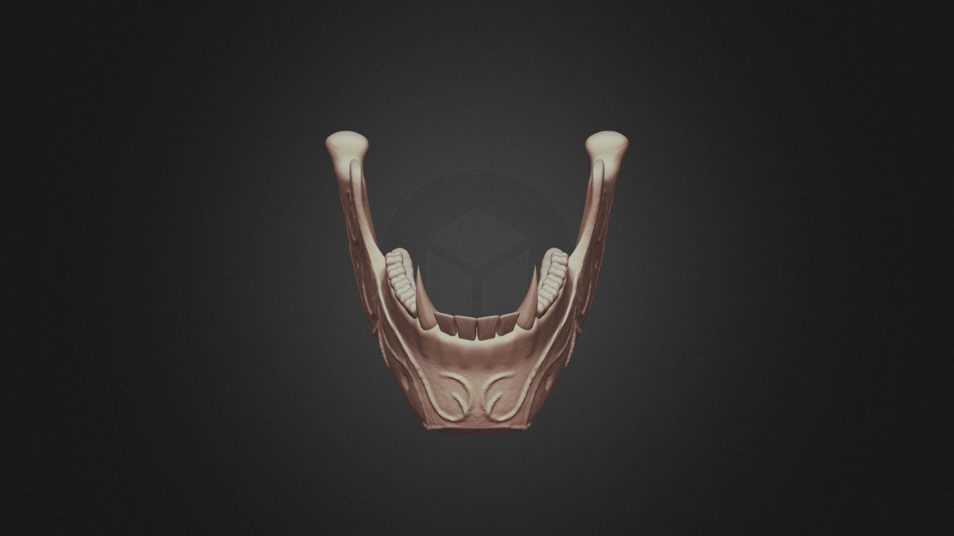 lower jaw - Download Free 3D model by PabloTutorMoegle [19335a9 ...