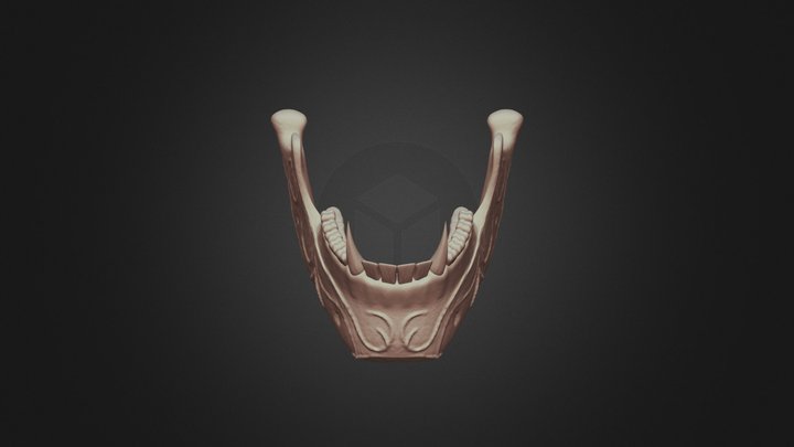 Skull-jaw 3D models - Sketchfab