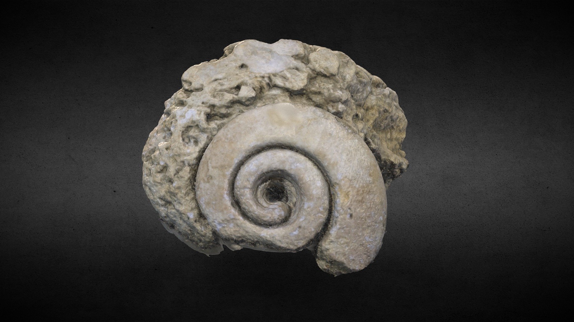 Gastropoda 'Turbinella tuberculata' - 3D model by Francisco de Oliveira ...