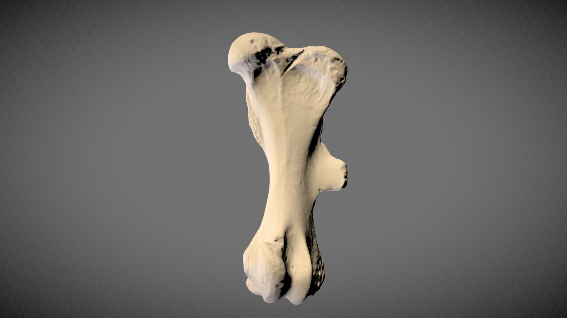Woolly rhino femur - Download Free 3D model by EDDyLab @ULiege ...