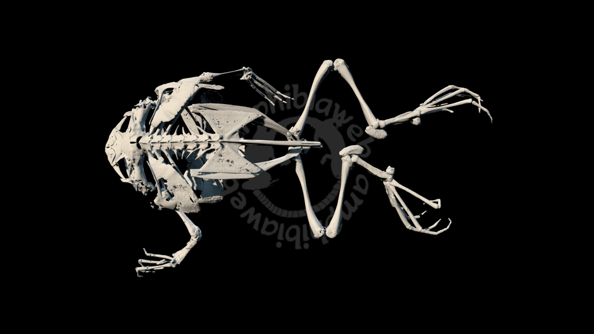 Pipidae: Pipa pipa - 3D model by Blackburn Lab (@ufherps) [193c028 ...