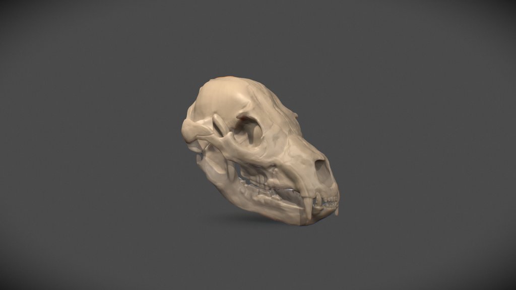 Animals - A 3D model collection by MaxBear8 - Sketchfab