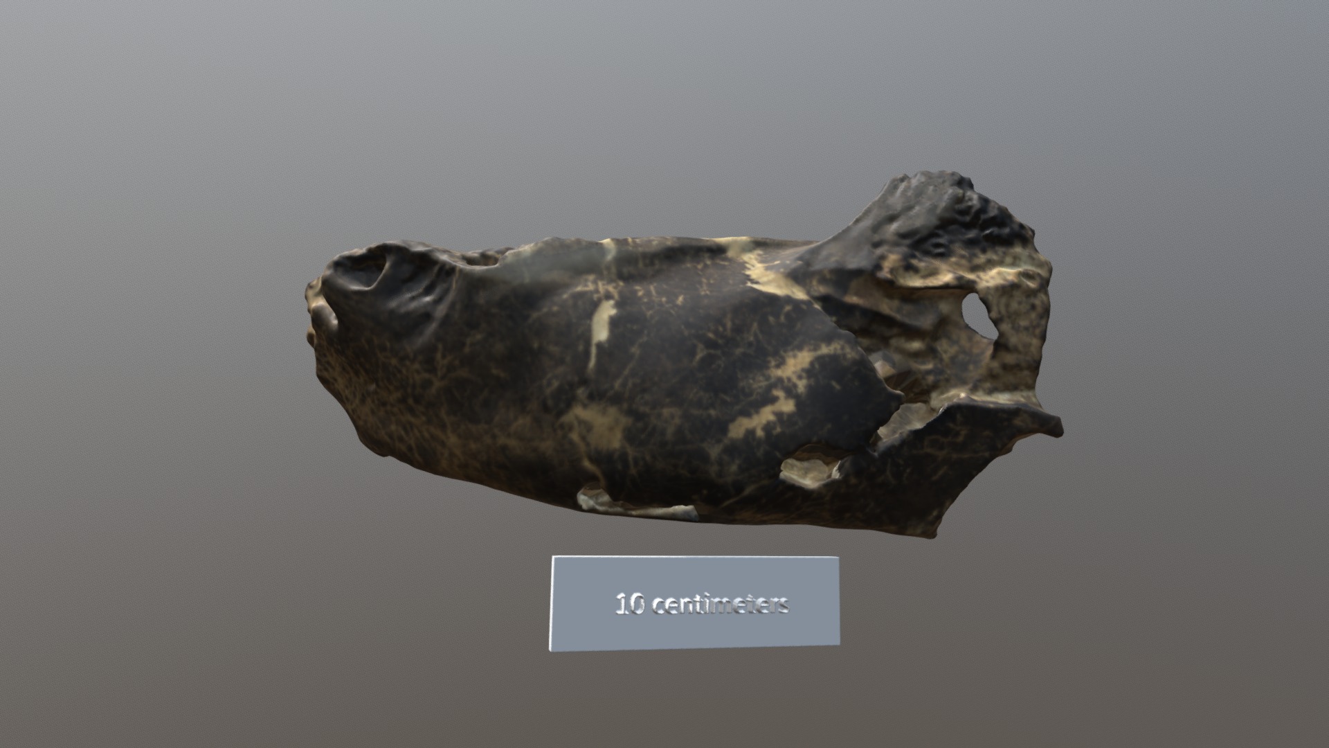 USNM V 3859 Paramylodon Mandible (VCU_3D_3738) - Download Free 3D model ...