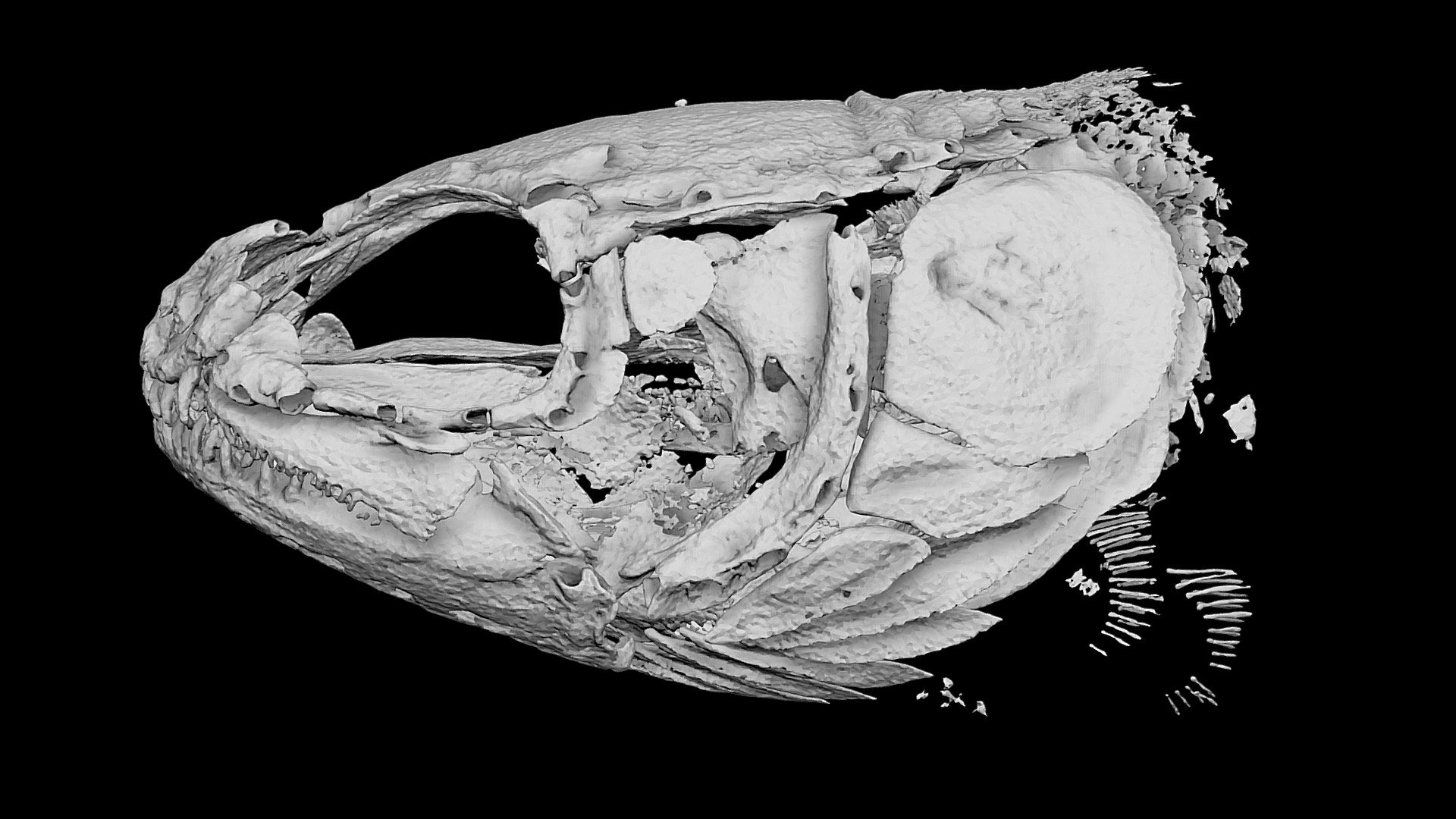 6 Bowfin Head / "Amia calva" - 3D model by 3D Imaging Room in NIG ...