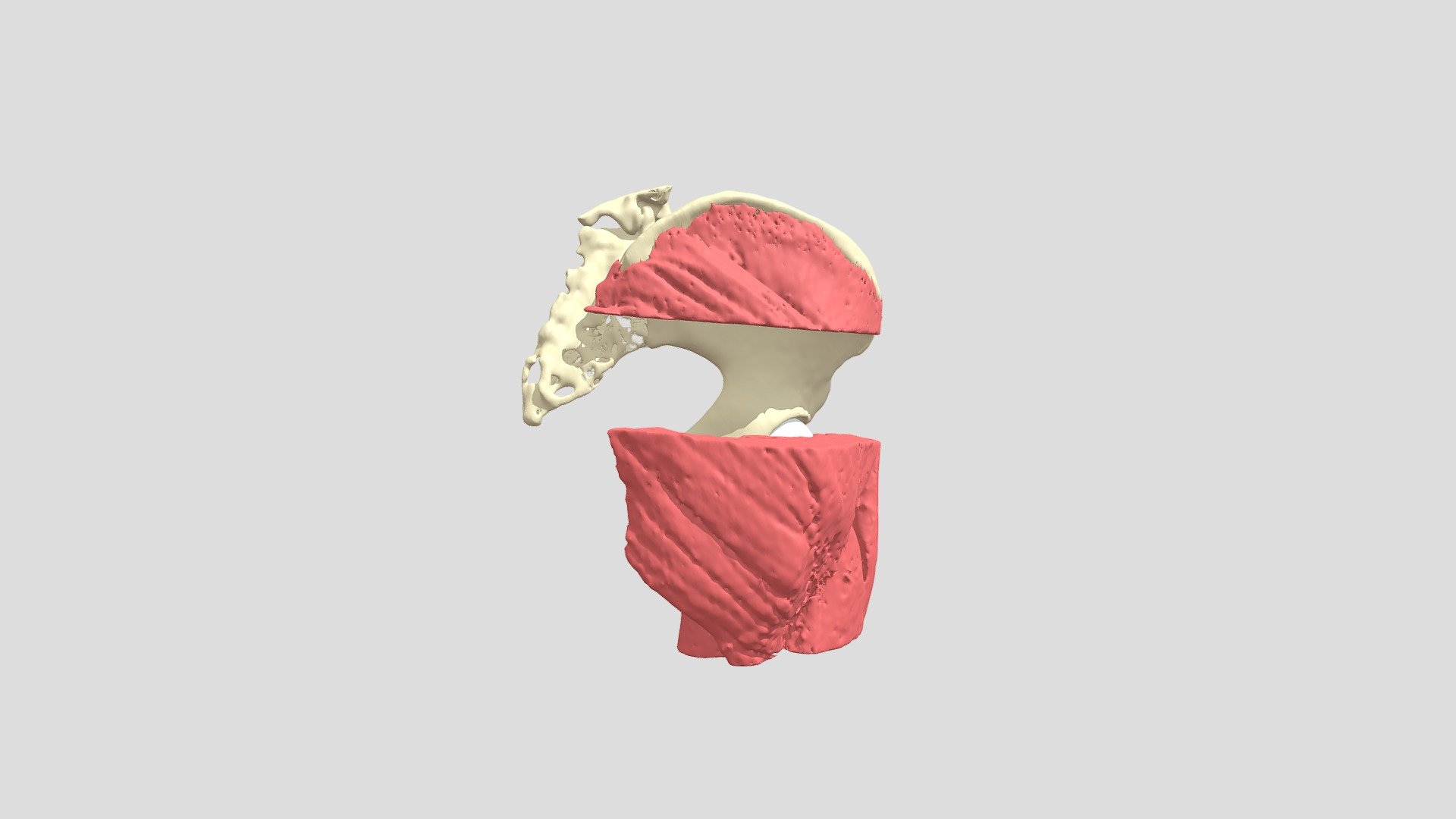 Gluteal region - 3D model by kucharm [1948339] - Sketchfab