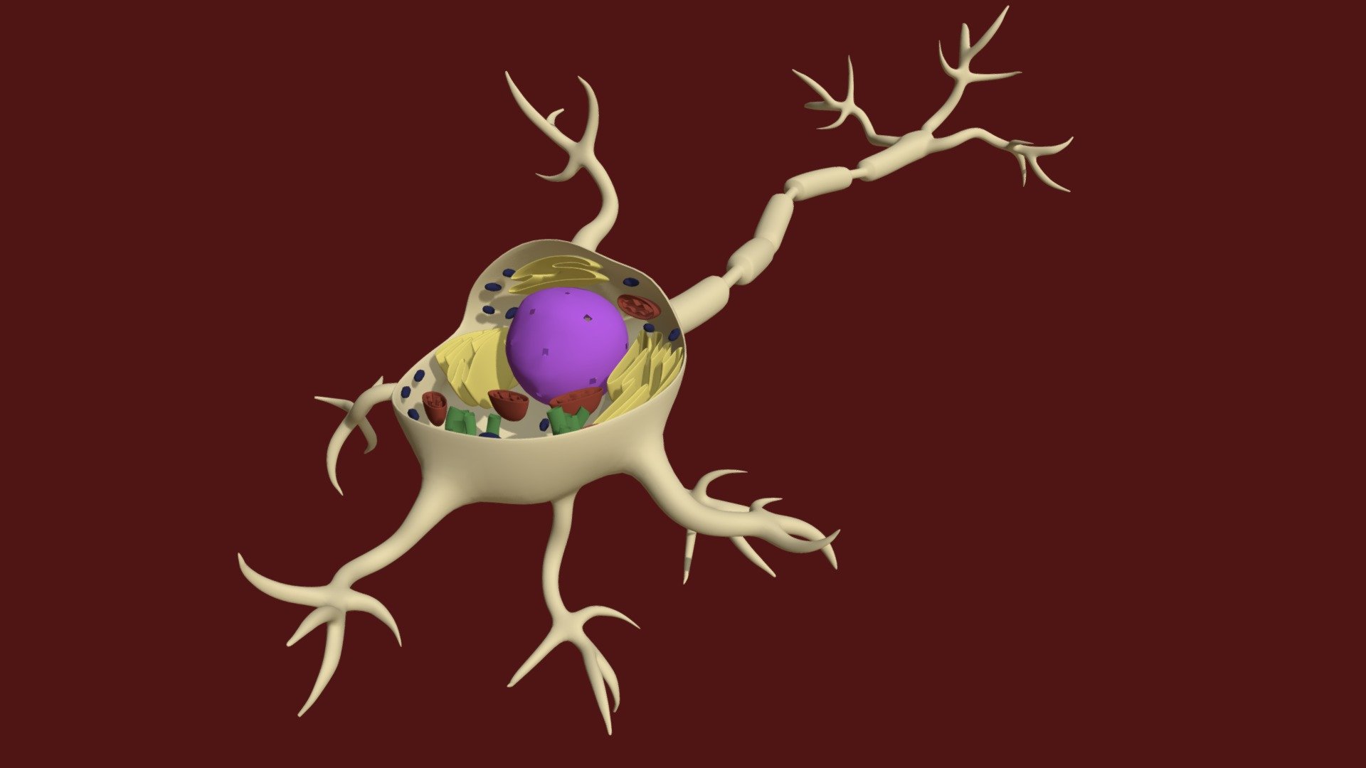 Neuron - 3D model by Fuad Zain (@fuadzain) [19508ee] - Sketchfab