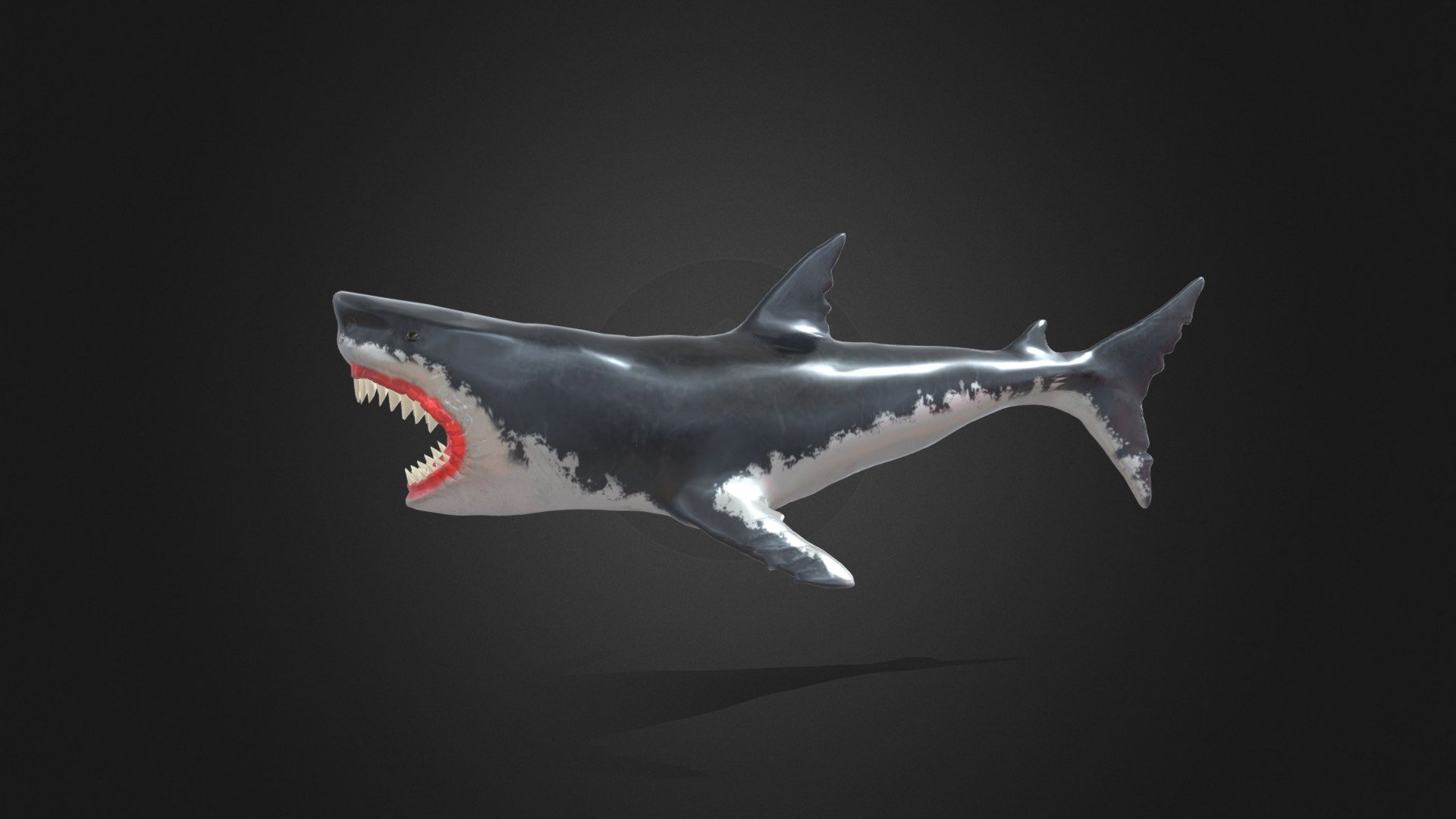 shark - 3D model by cihan-okuyan [1954d16] - Sketchfab