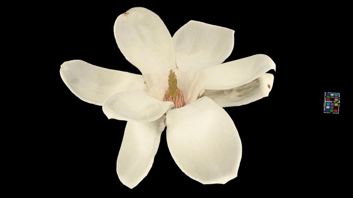 Magnoliales 3D models - Sketchfab