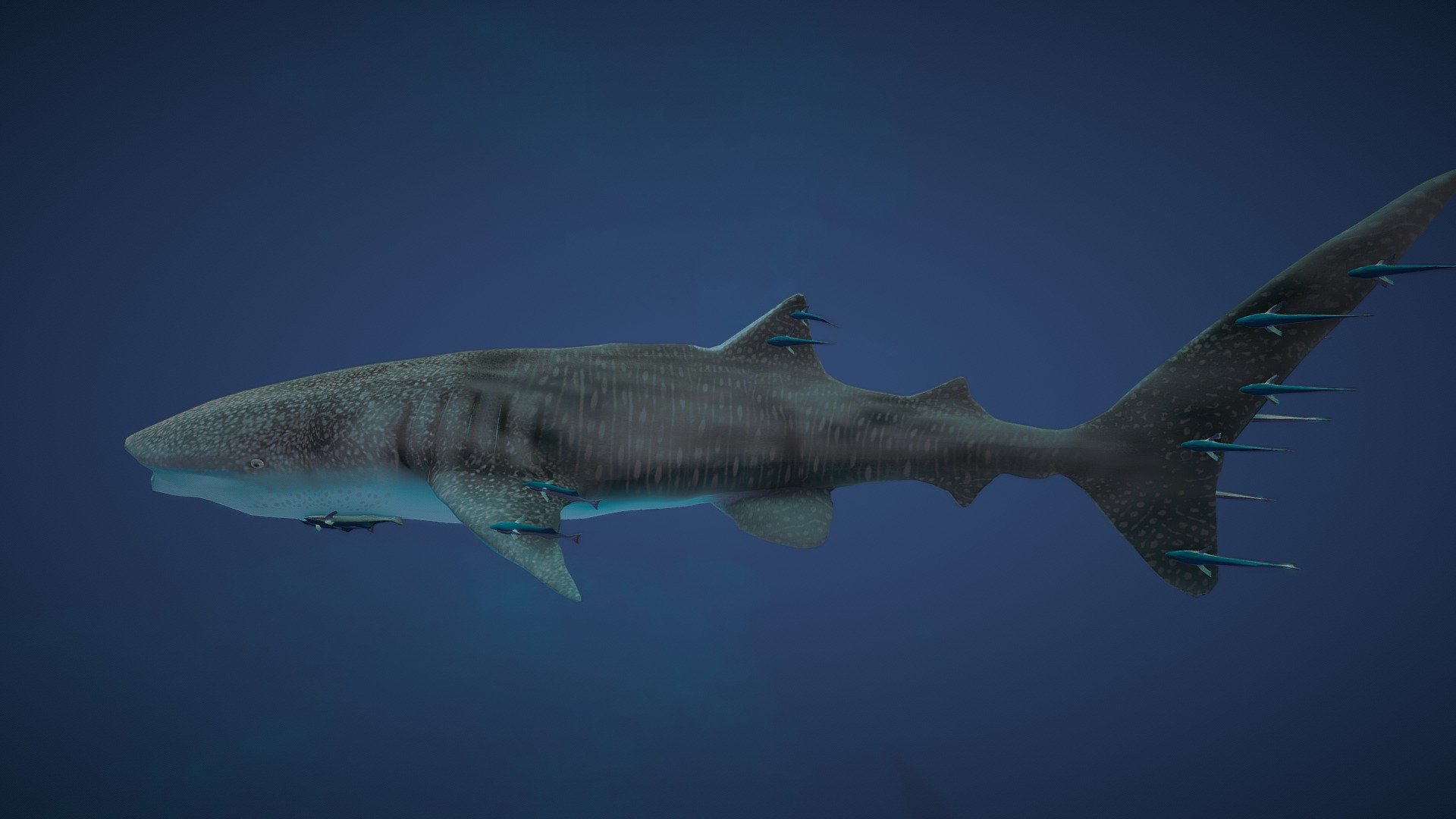 Whale Shark With Remoras - 3D model by Chromasie [1959a10] - Sketchfab