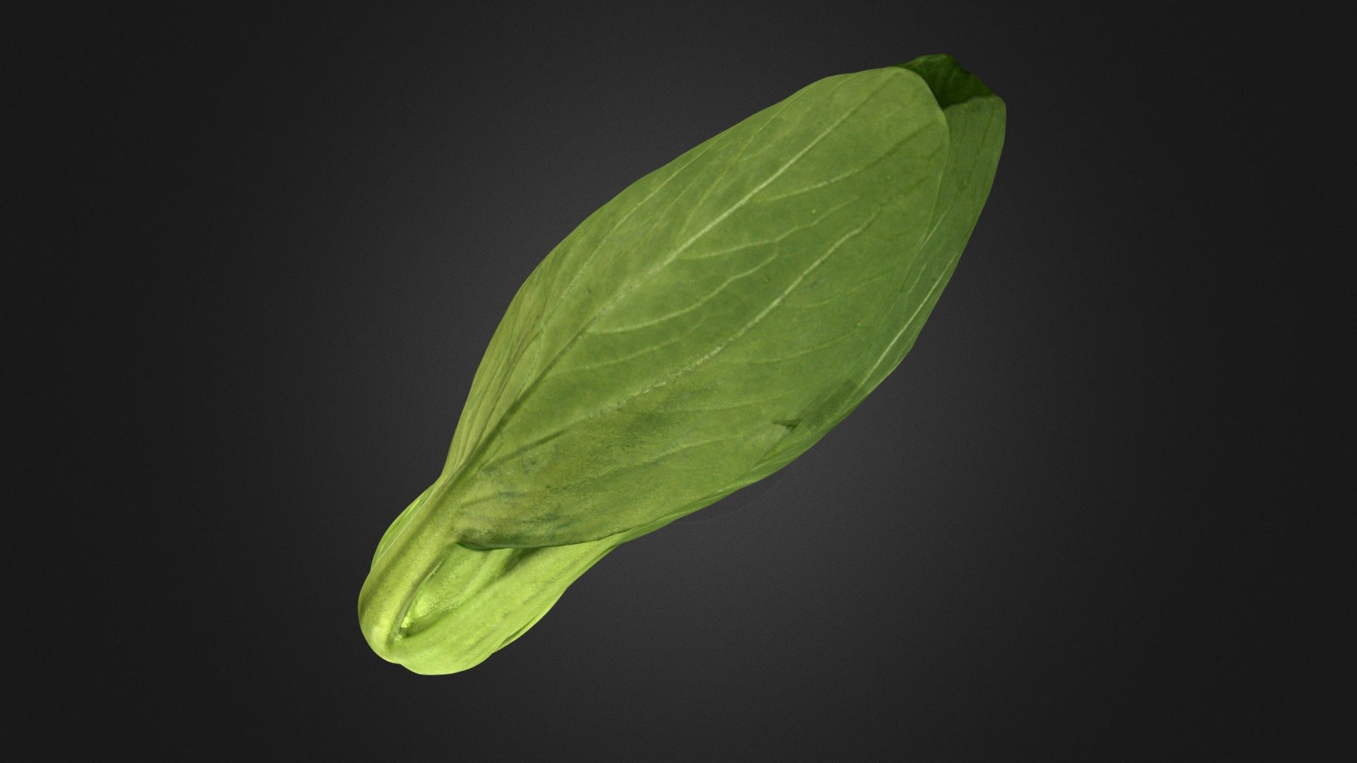 The Chinese Cabbage - 3D model by amazingdesign [195b8bd] - Sketchfab
