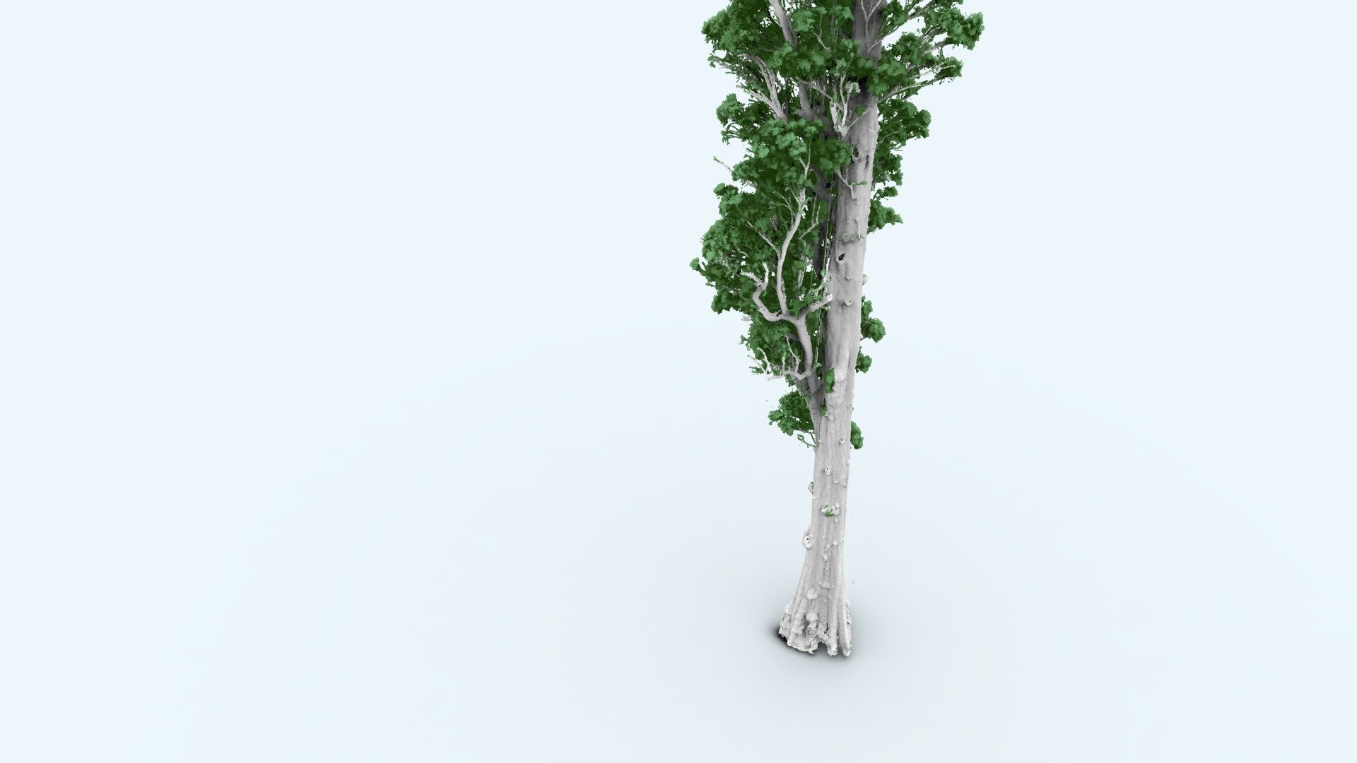 Gandalf's Staff - Eucalyptus regnans, coloured - 3D model by Q-ForestLab (Ghent University ...