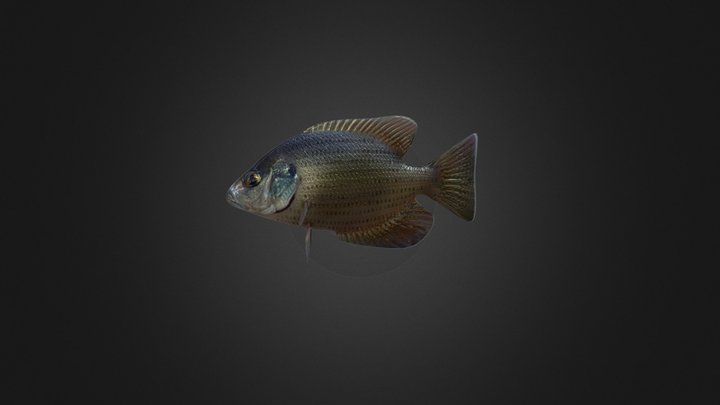 Bluegill 3D models - Sketchfab