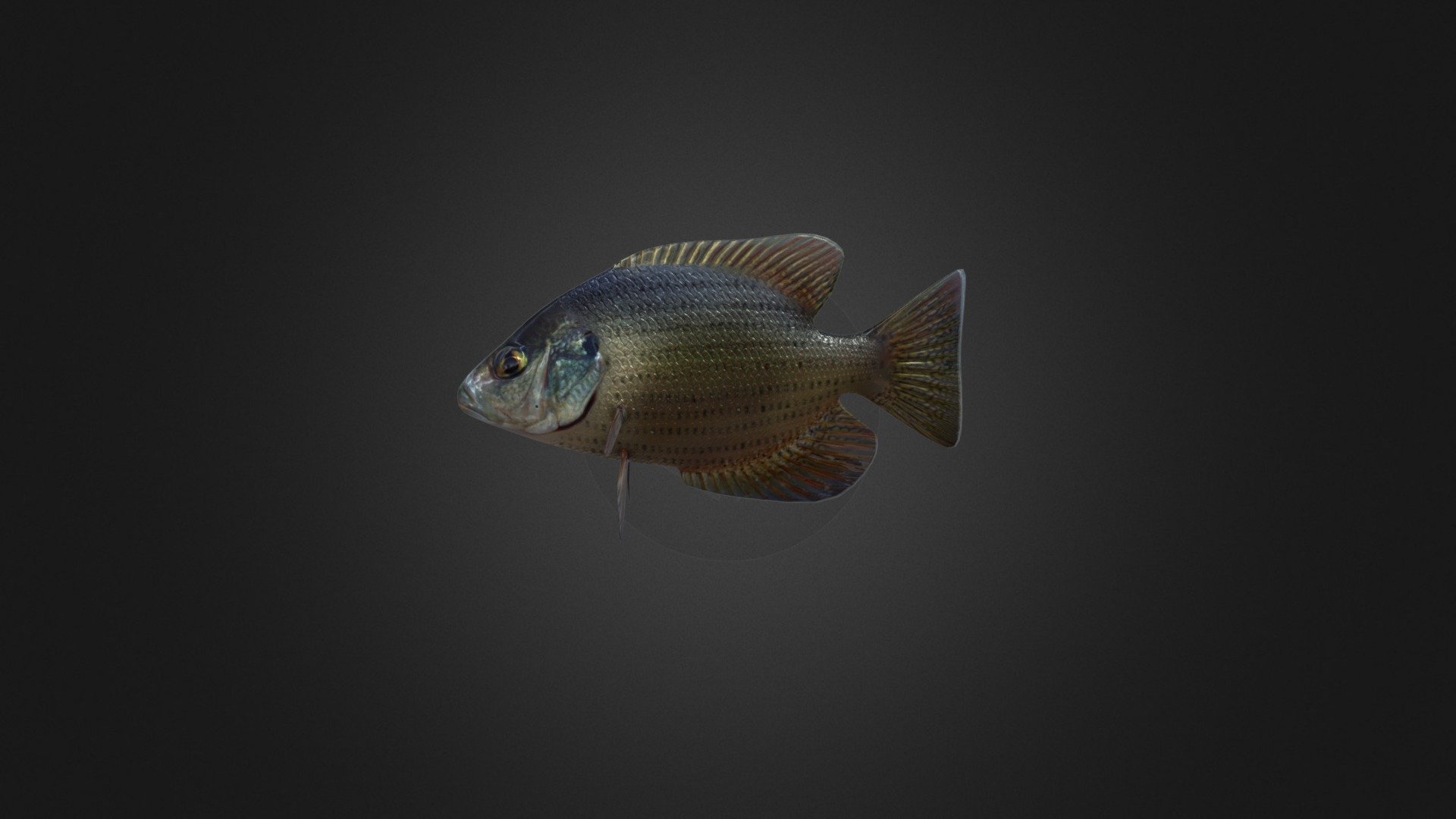 Bluegill fish animated model - 3D model by EugeneOst [1961492] - Sketchfab