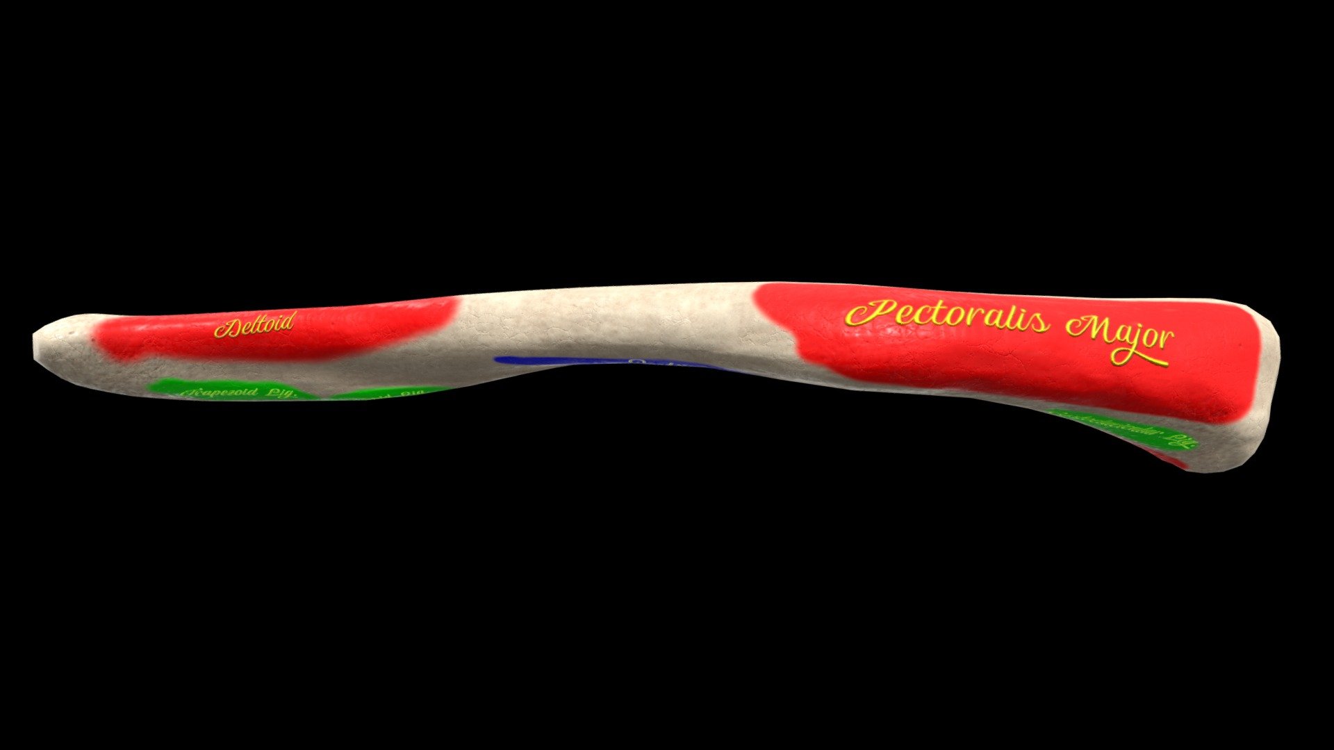 Clavicle bone with landmarks and labels - Buy Royalty Free 3D model by ...