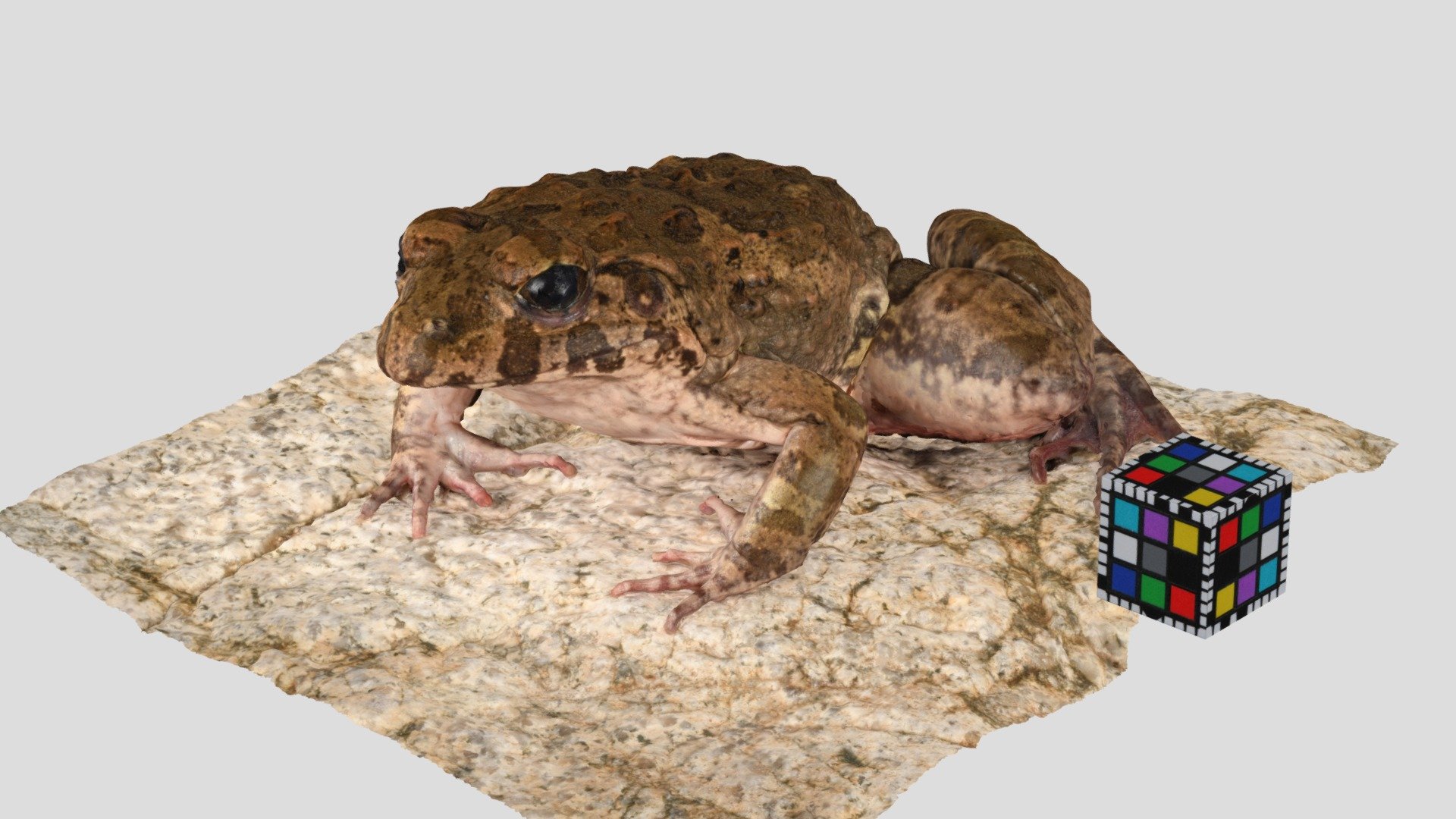 サキシマヌマガエル Rice frog, Fejervarya sakishimensis - Download Free 3D model ...