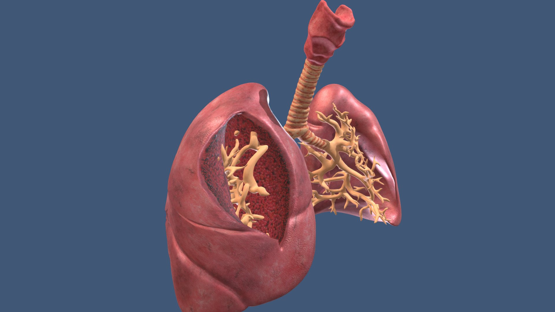 Lungs trachea ANIMATION - Buy Royalty Free 3D model by flarar-01 ...