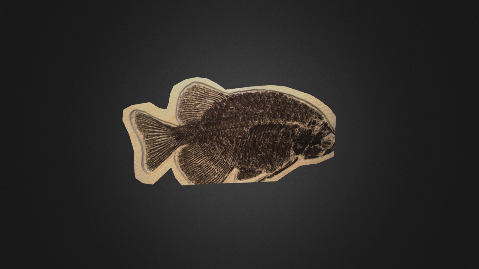 Fossil Fish - 3D model by Fuel3D [1970afc] - Sketchfab