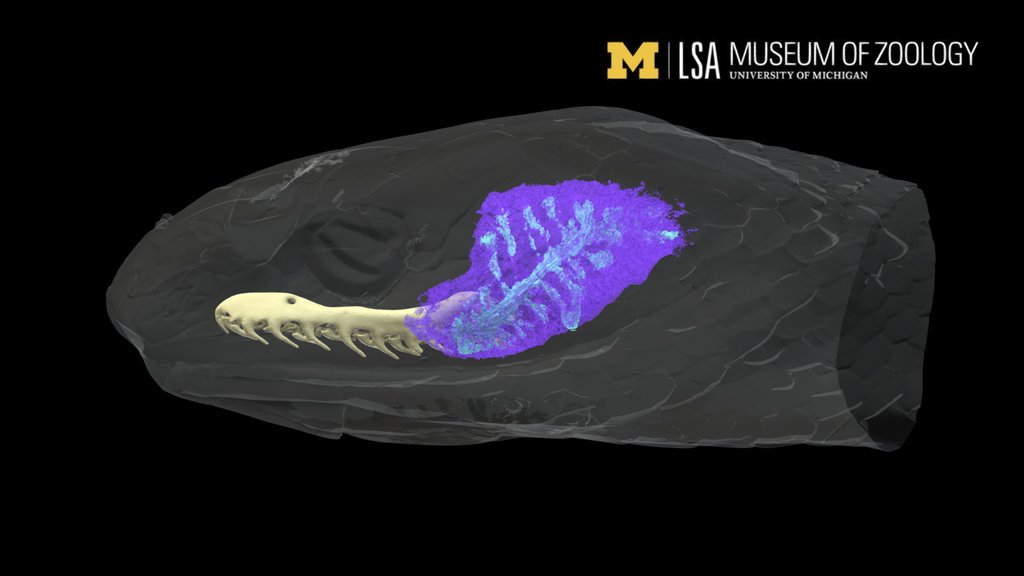 Project MORPH - A 3D model collection by Michigan Herpetology (UMMZ ...