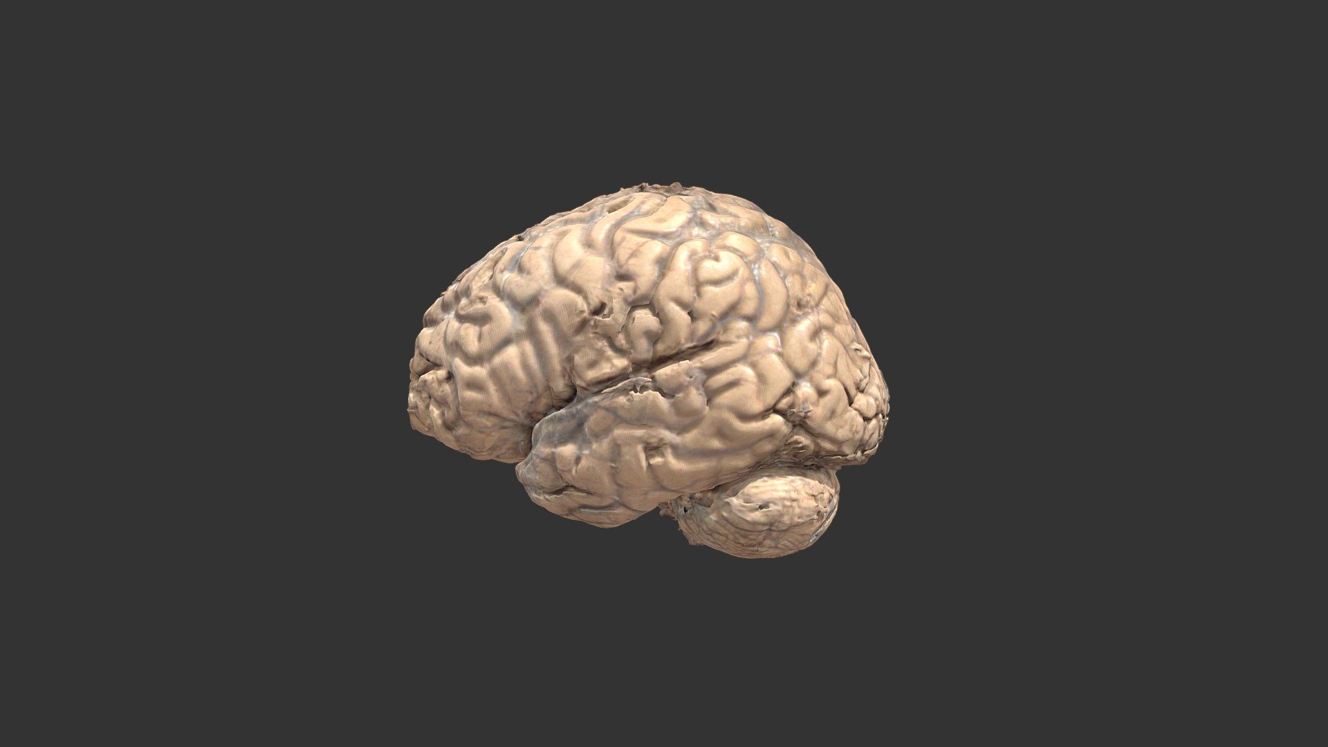 brain - 3D model by 輔仁大學 [1978529] - Sketchfab