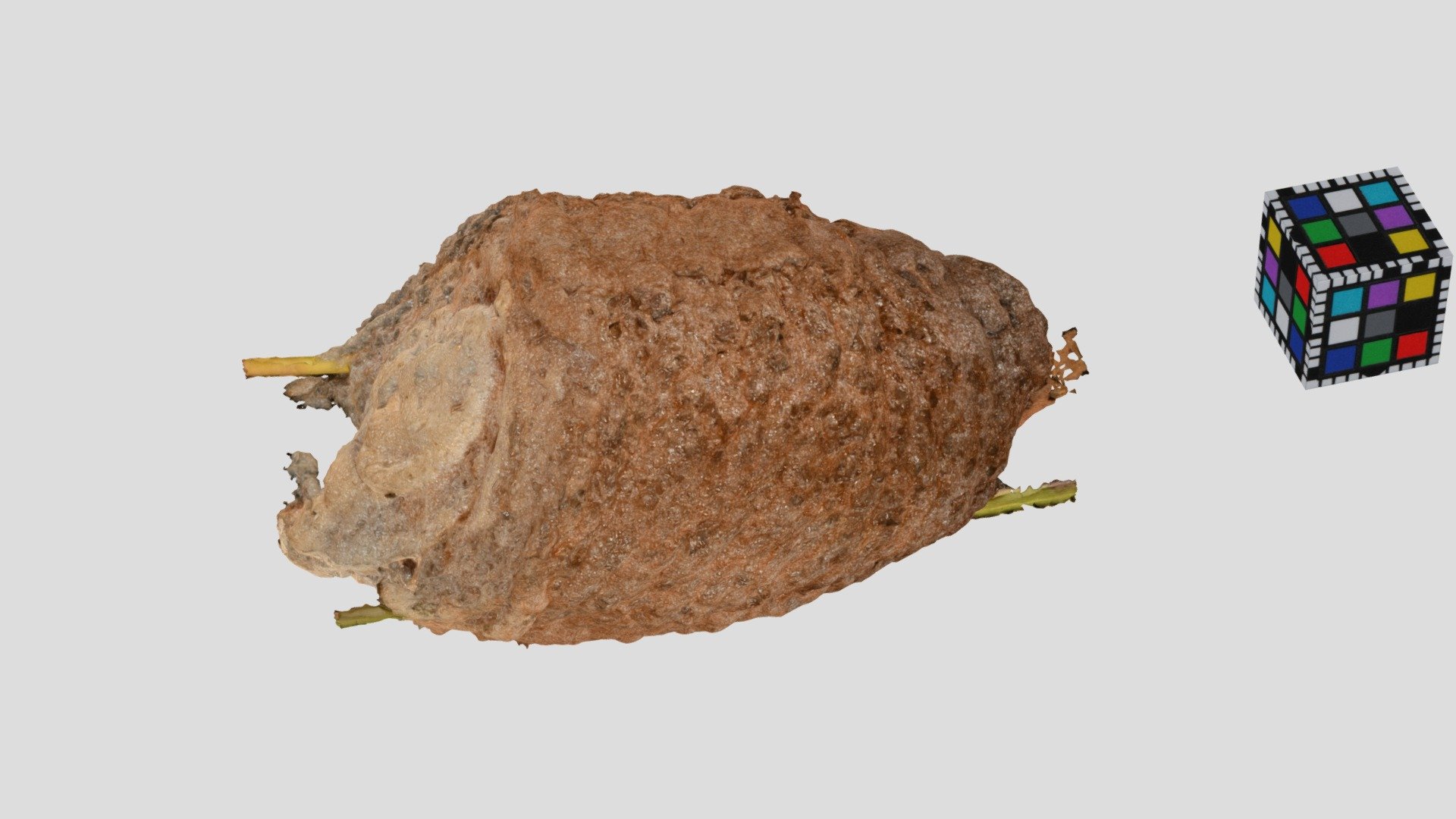 オオカマキリ Mantid egg, Tenodera aridifolia - Download Free 3D model by ...
