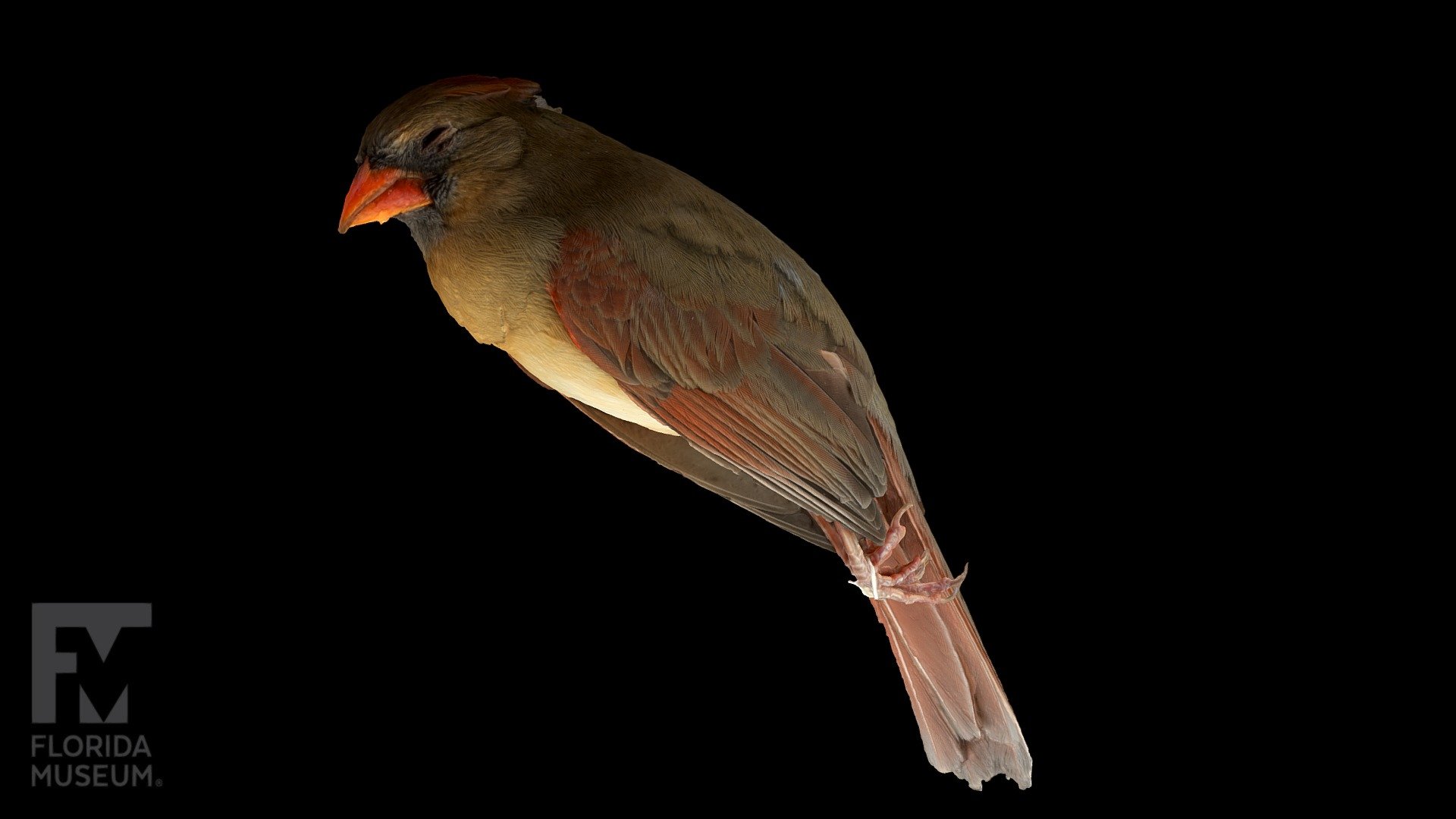 Northern cardinal - 3D model by FloridaMuseum [197da56] - Sketchfab