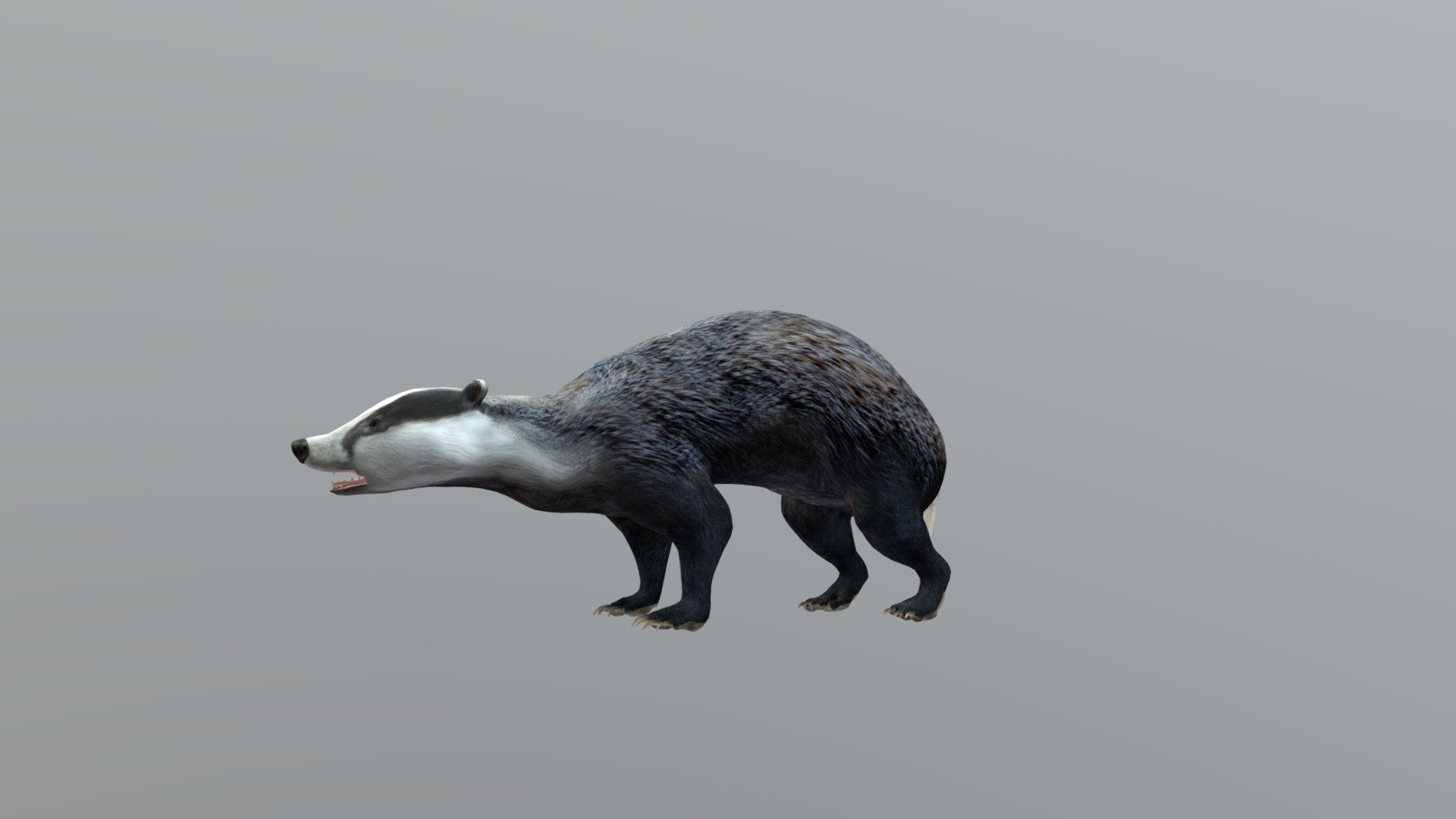 Cotw European Badger - Download Free 3D model by Game-animal ripper ...