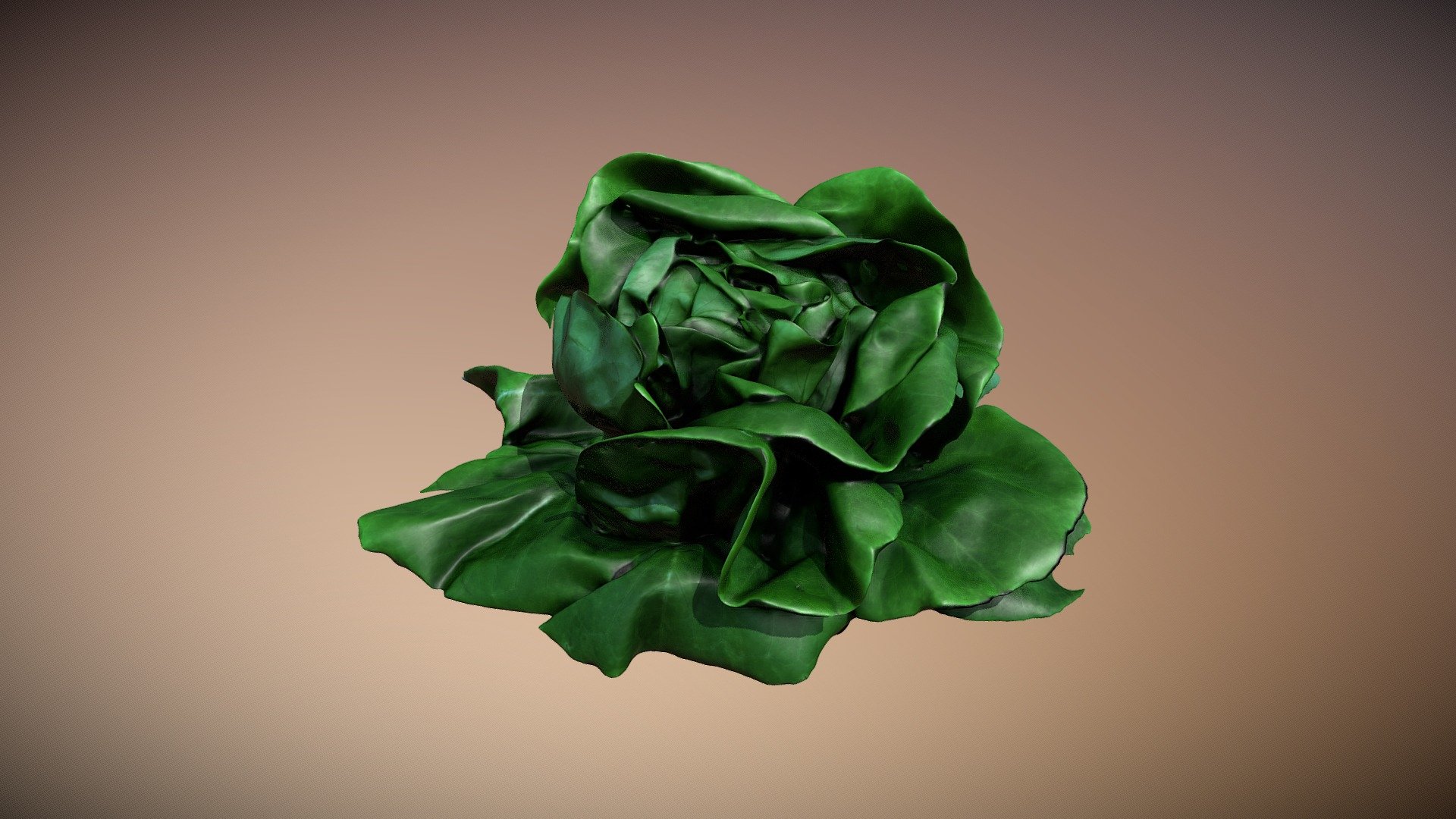 Lettuce1 - 3D model by ecpaerialsolutions [198a020] - Sketchfab