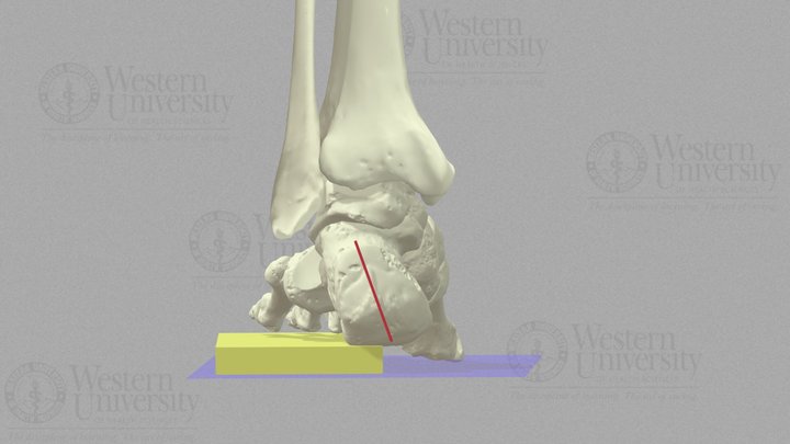 Calcaneus 3D models - Sketchfab